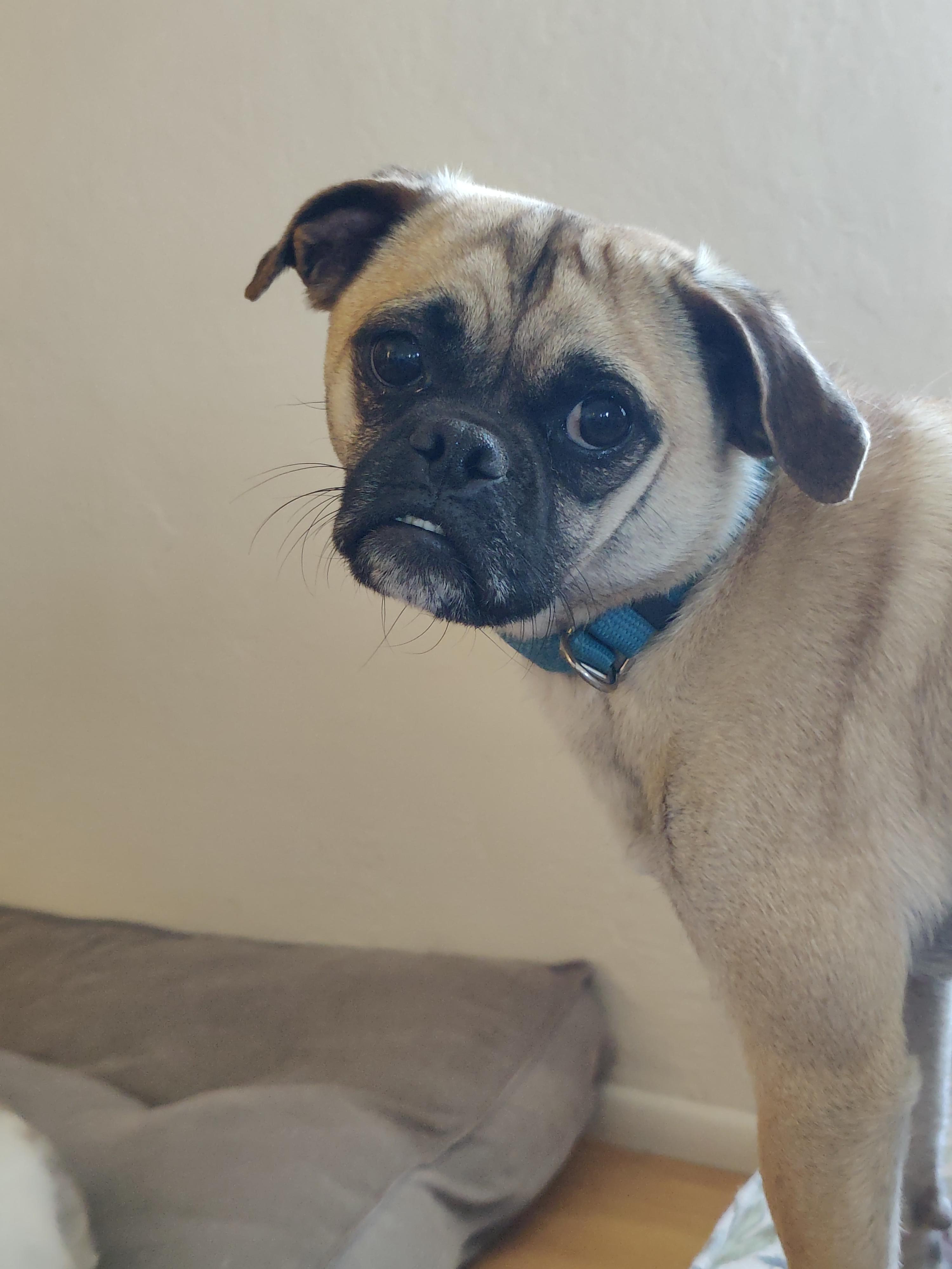 Dog for adoption - Chuglas, a Pug Mix in Prescott Valley, AZ | Petfinder