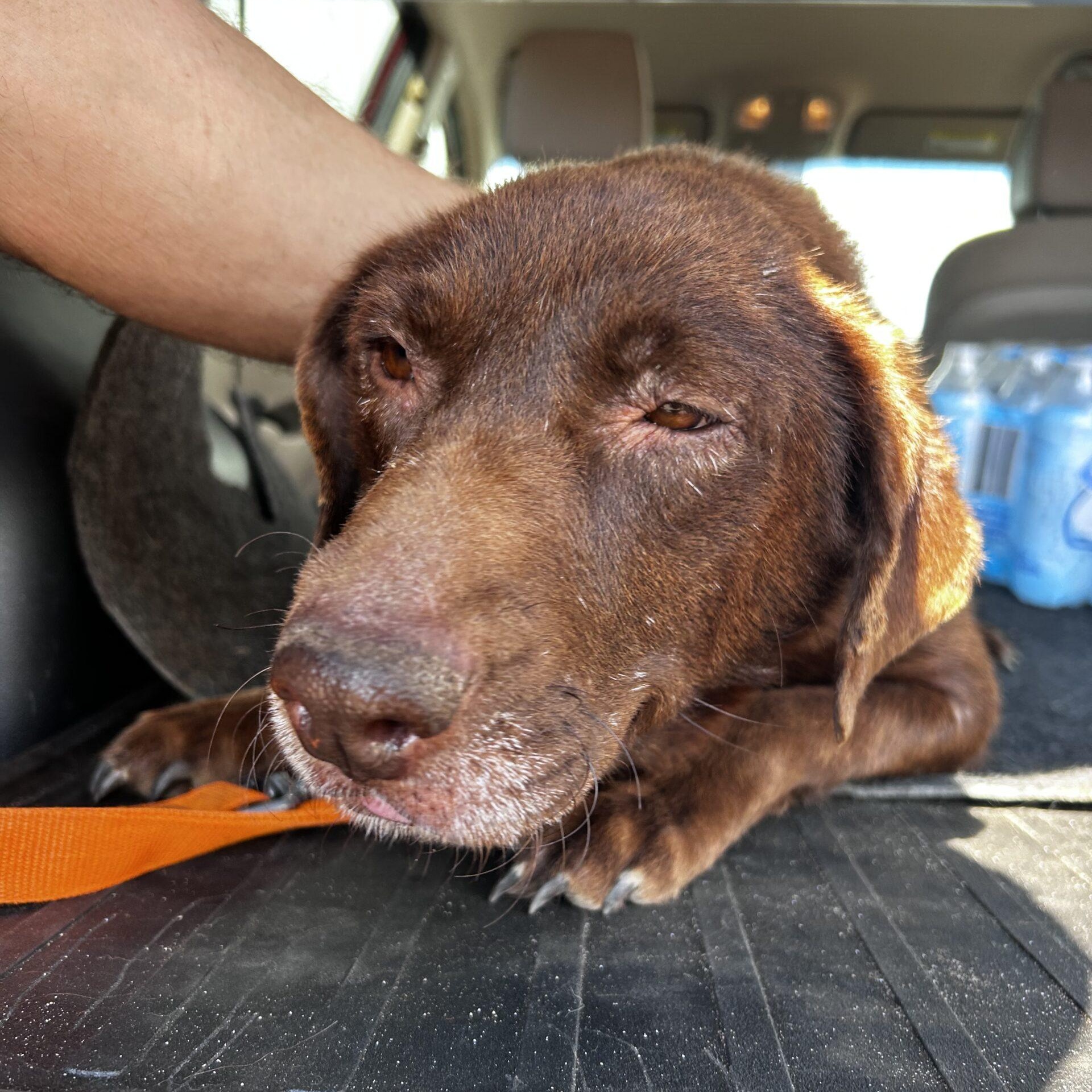 Dog for adoption - Girly, a Labrador Retriever Mix in Providence, RI | Petfinder