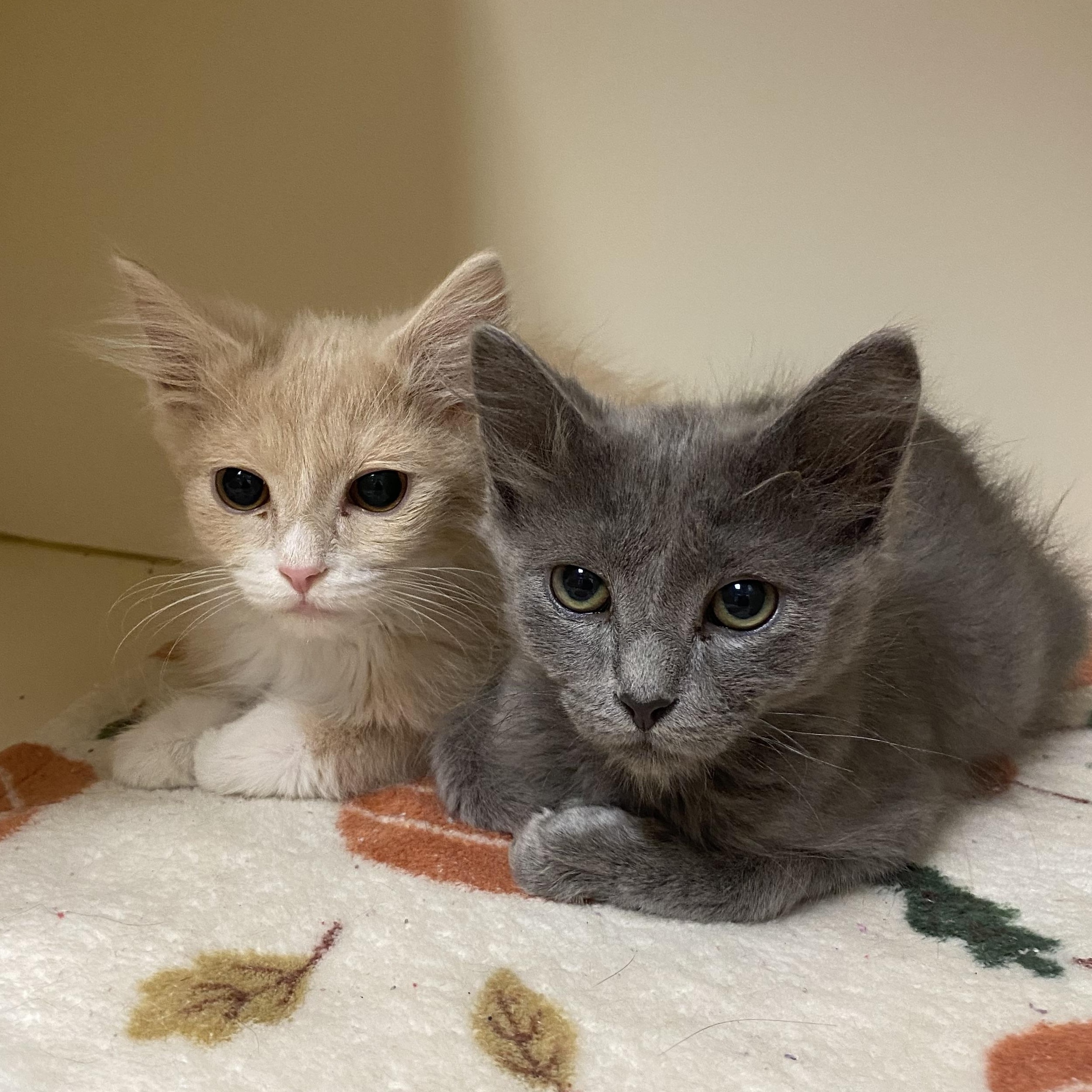 Cat for adoption - Gimli, a Domestic Medium Hair in Elyria, OH | Petfinder