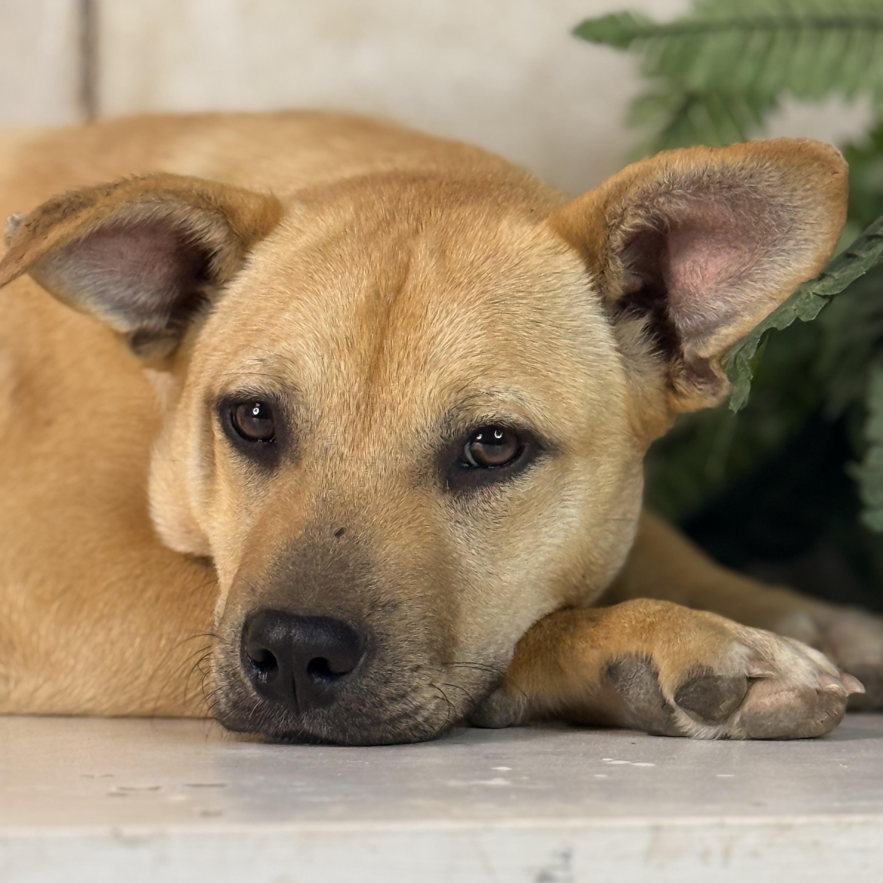 Dog for adoption - Pudgy, a Shiba Inu Mix in Davenport, IA | Petfinder