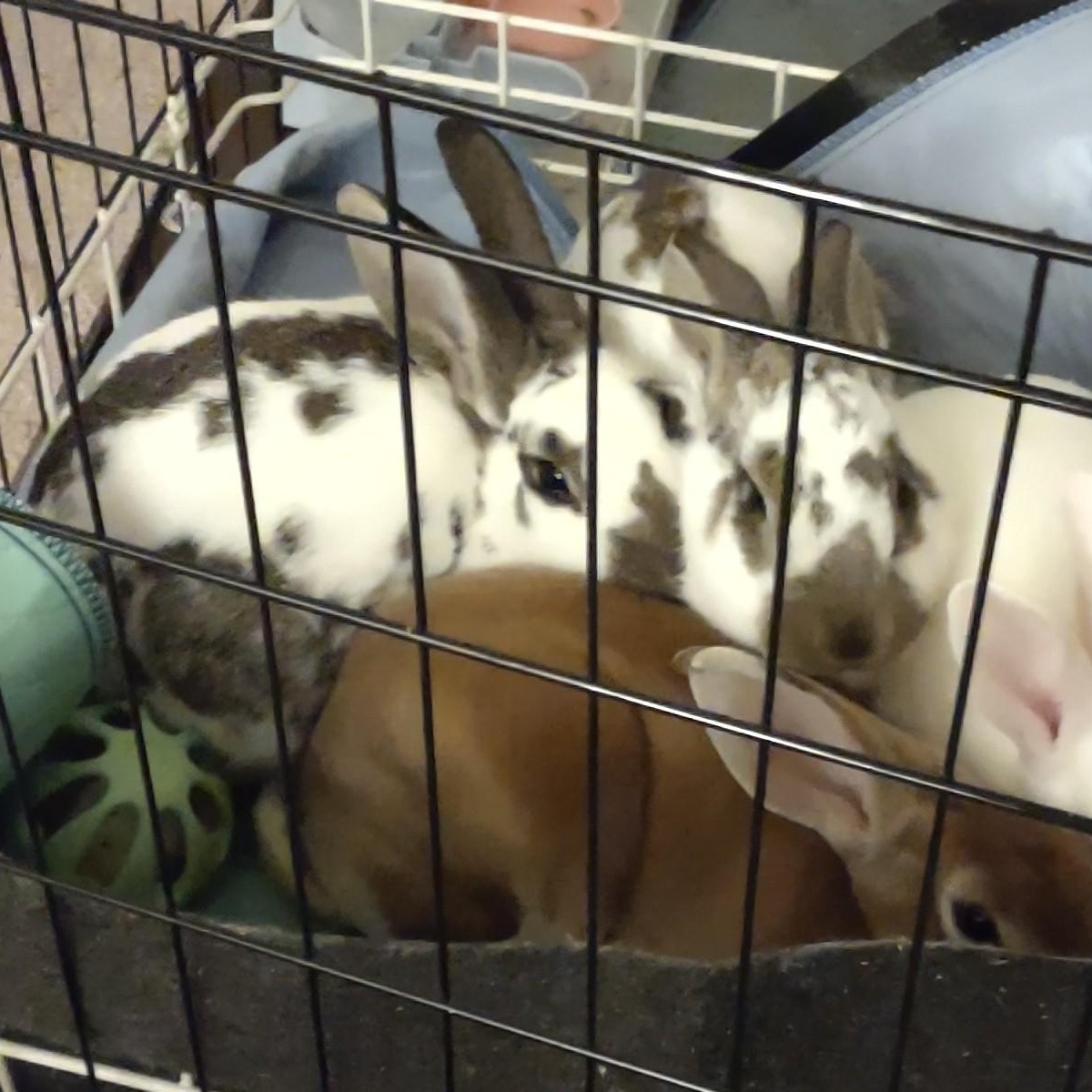 Rabbit for adoption - Willow & Juniper, an American in Gig Harbor, WA ...