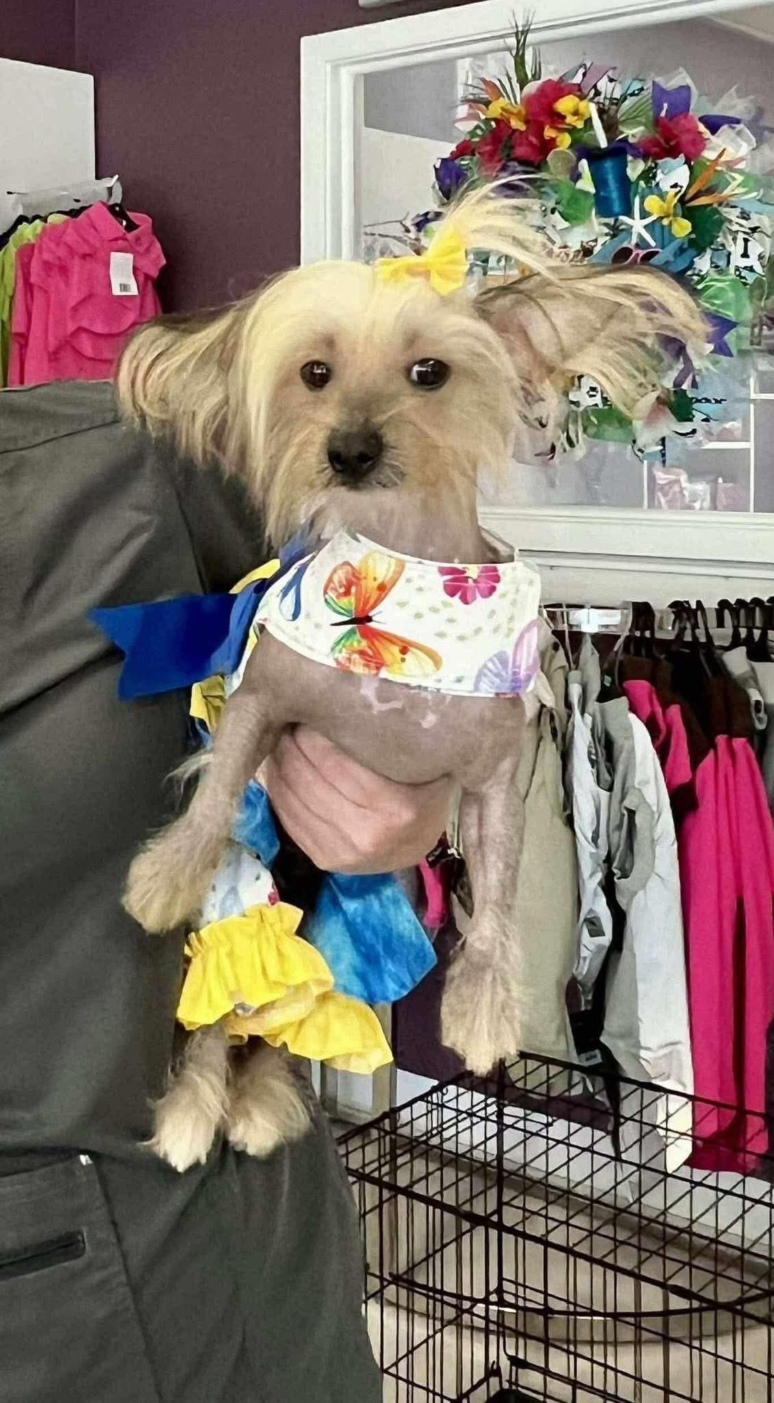 Dog for adoption - Poppy, a Chinese Crested Dog in Walker, LA | Petfinder