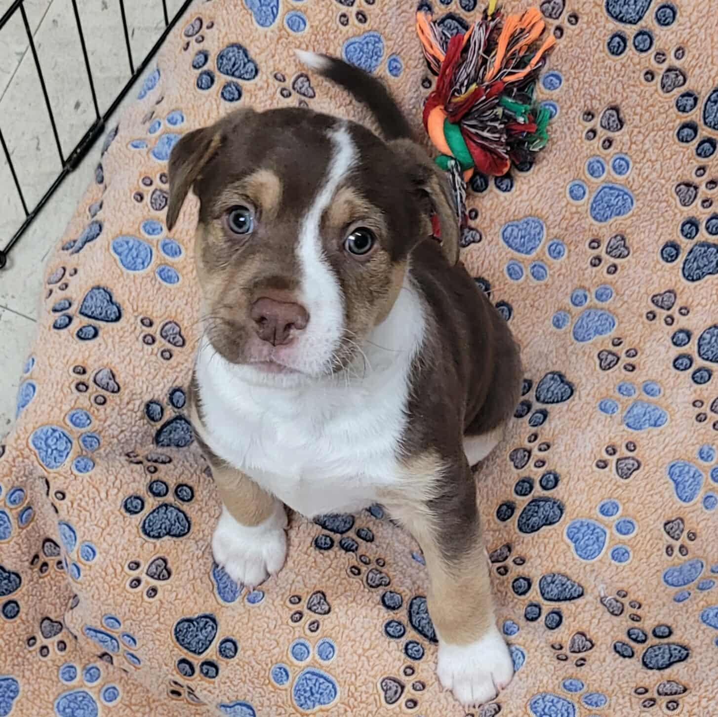 Dog for adoption - Morse, an Australian Shepherd Mix in Portsmouth, OH ...