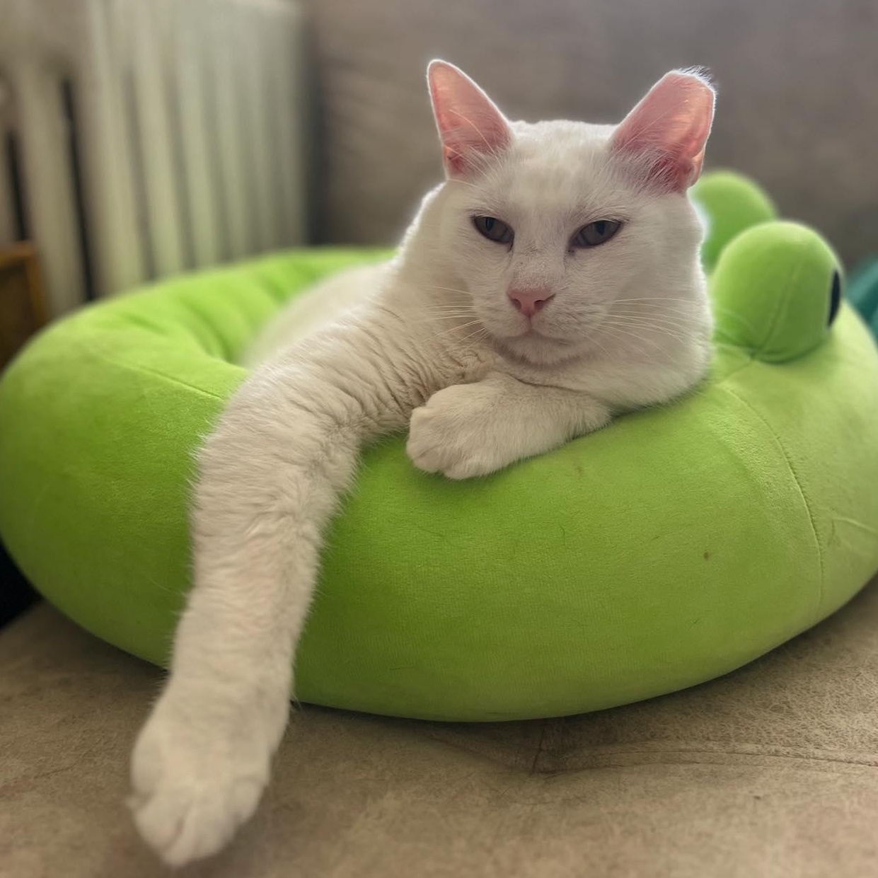 Cat for adoption - Clam Chowder, a Domestic Short Hair in Philadelphia ...