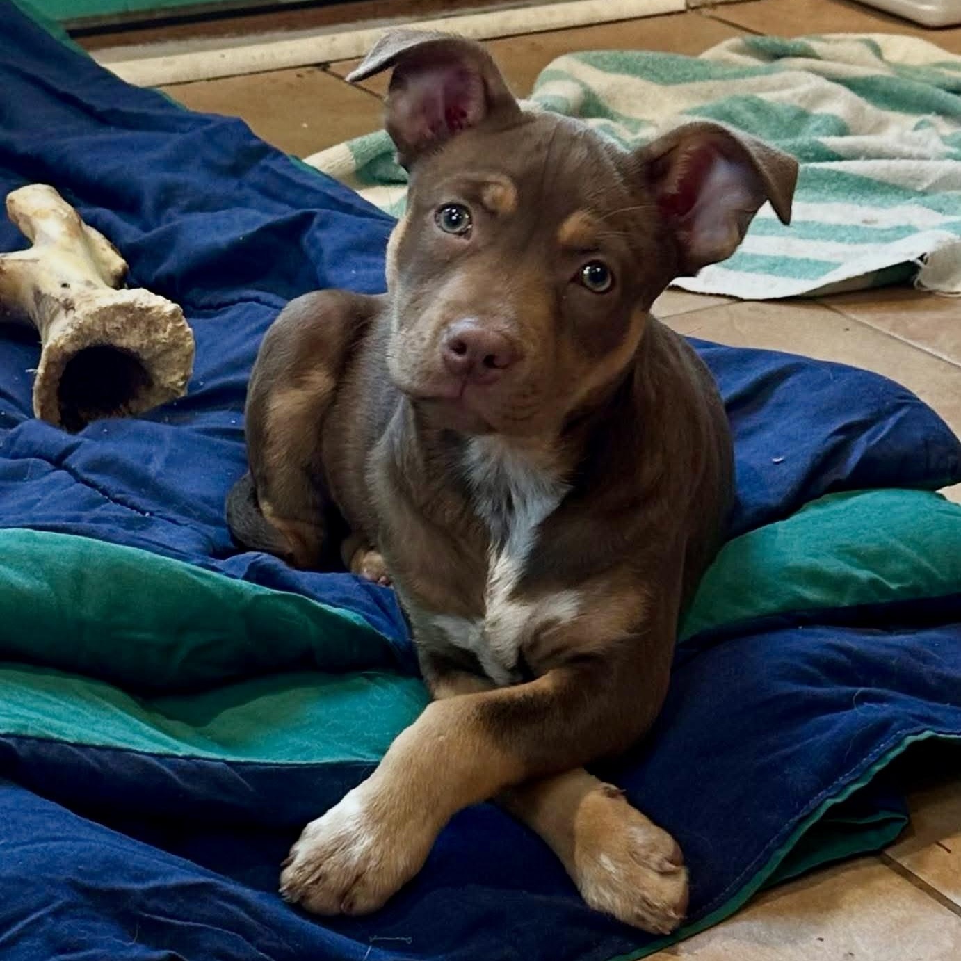 Dog for adoption - Snowflake, a Terrier Mix in Collingswood, NJ | Petfinder