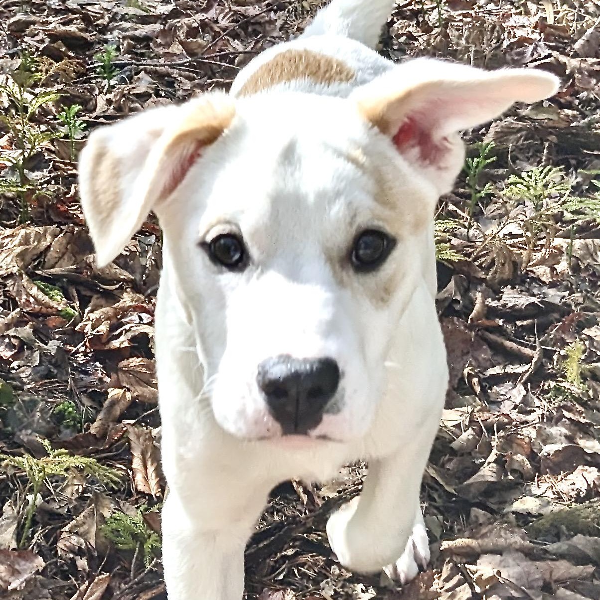 Dog for adoption - Tuffy, a Labrador Retriever & Great Pyrenees Mix in Sequatchie, TN | Petfinder