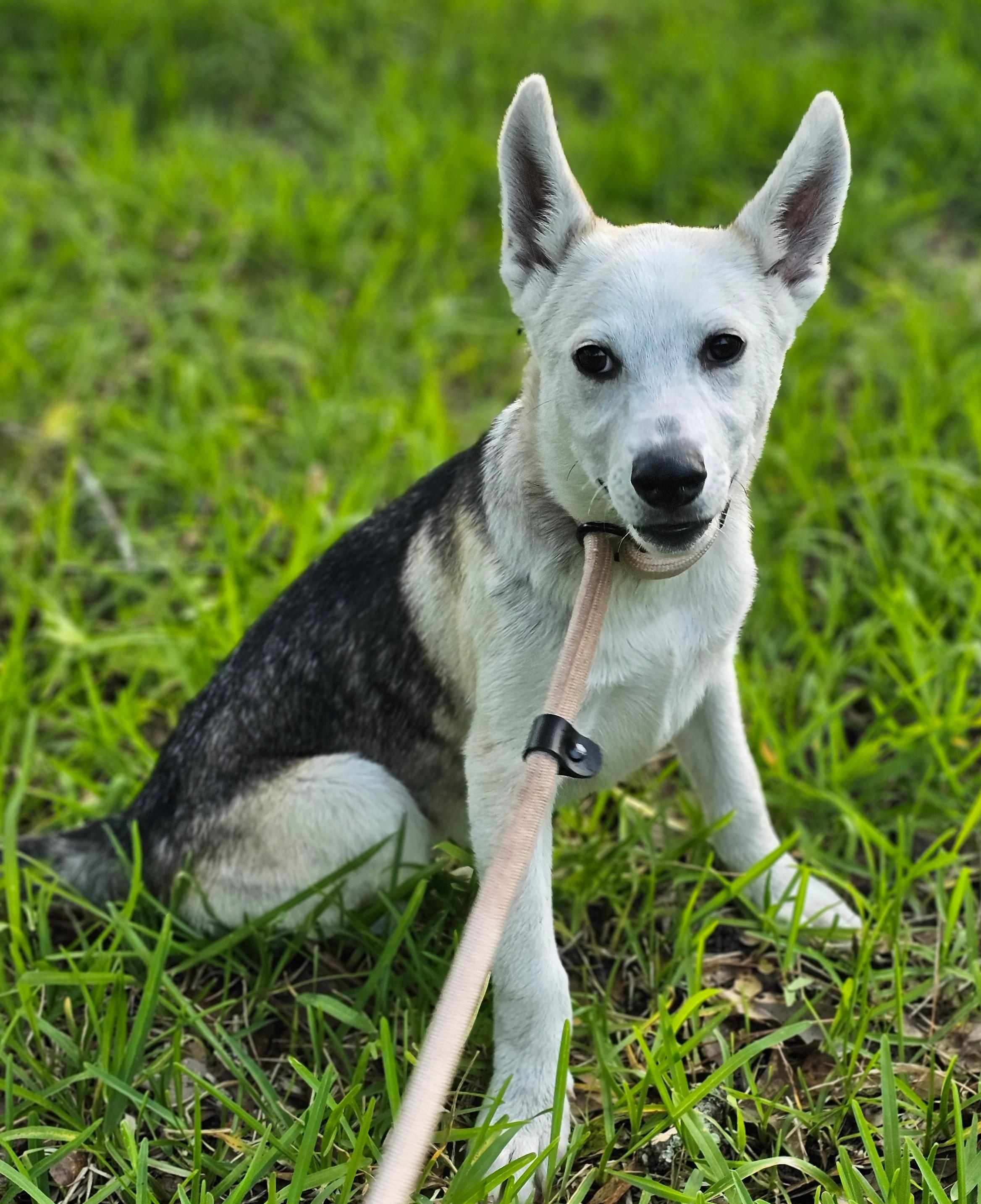 Dog for adoption - Akira, a Husky Mix in Atlantic City , NJ | Petfinder