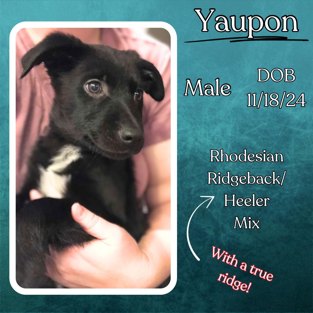 Dog for adoption - Yaupon, a Rhodesian Ridgeback & Australian Cattle ...