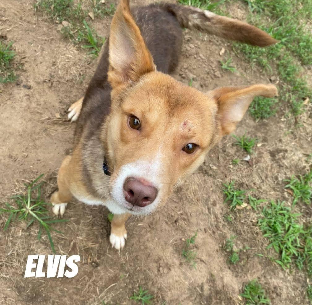 Dog for adoption - Elvis, a Border Collie Mix in New Lenox, IL | Petfinder