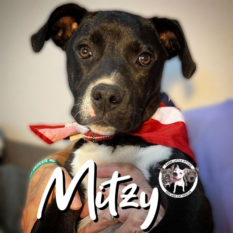 Dog for adoption - Mitzi the Laid Back Bestie, a Pit Bull Terrier Mix ...