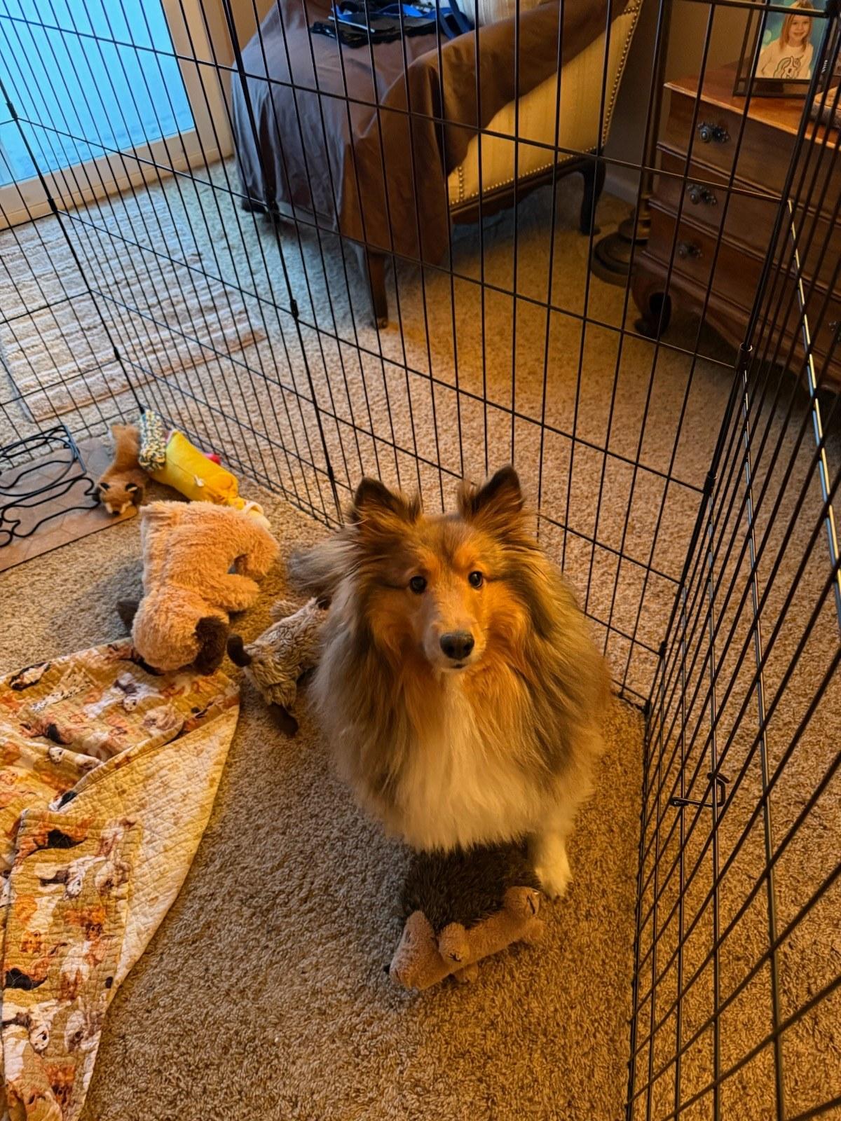 Dog for adoption - Autumn, a Shetland Sheepdog / Sheltie in New Castle ...
