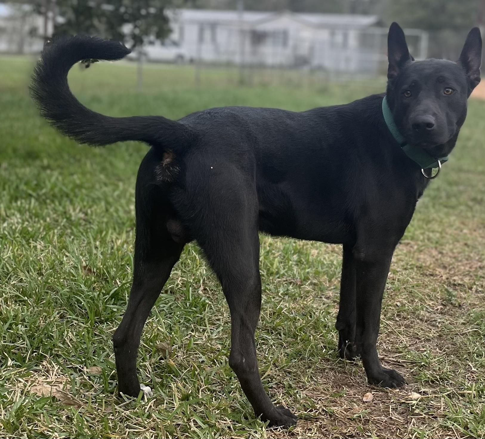 Dog for adoption - Rooster, a Shepherd Mix in Florence, KY | Petfinder