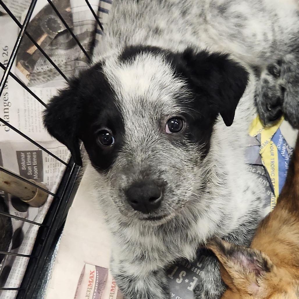 Dog for adoption - Amy FJ, an Australian Cattle Dog / Blue Heeler ...