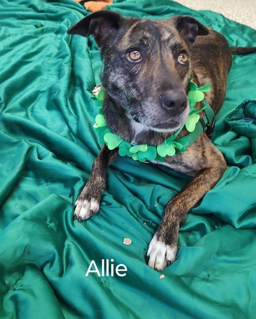 Dog for adoption - Allie, a Plott Hound in Cape May Court House, NJ ...