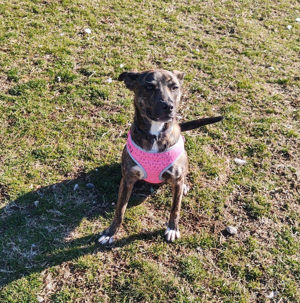 Dog for adoption - Allie, a Plott Hound in Cape May Court House, NJ ...