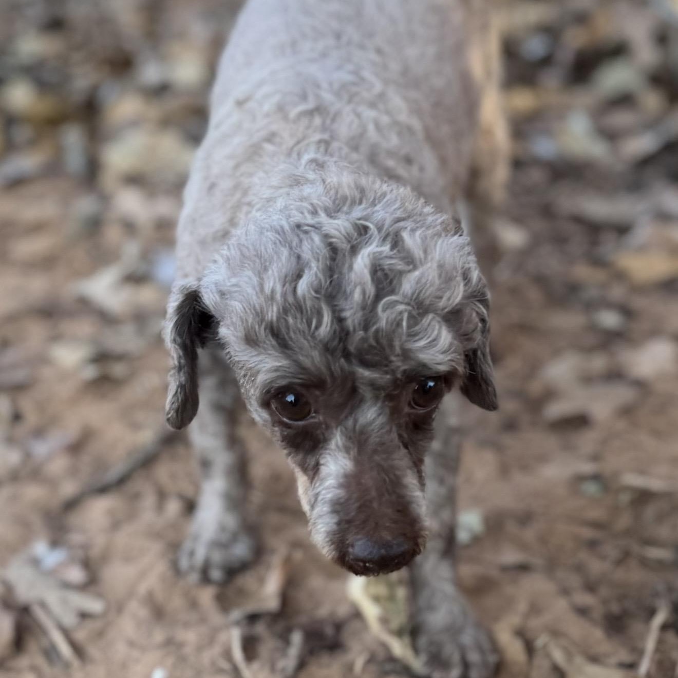 Macy - Adoptable Pet | Petfinder | Petfinder