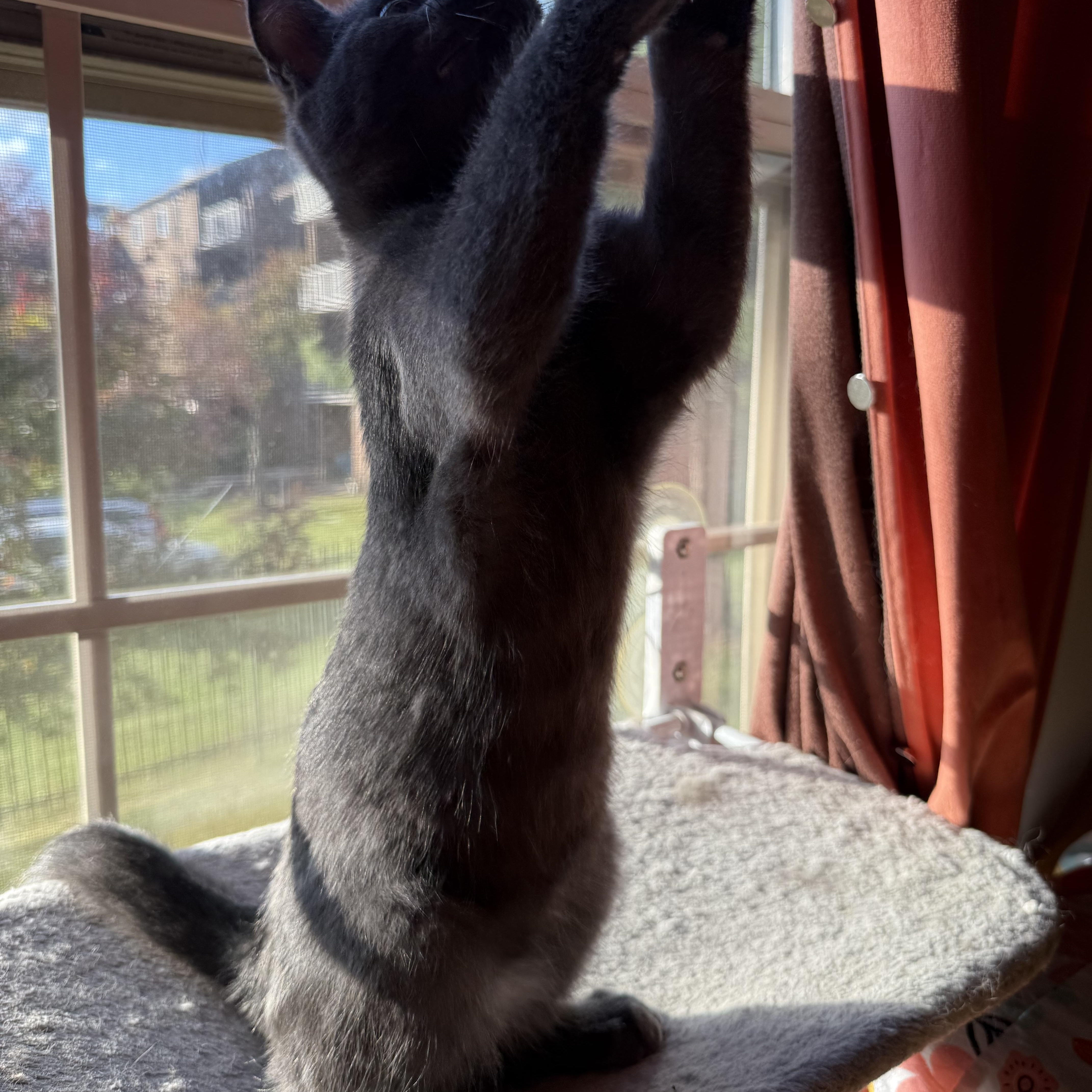 Adopt Dutch in Beltsville | Domestic Short Hair cat | Buddy