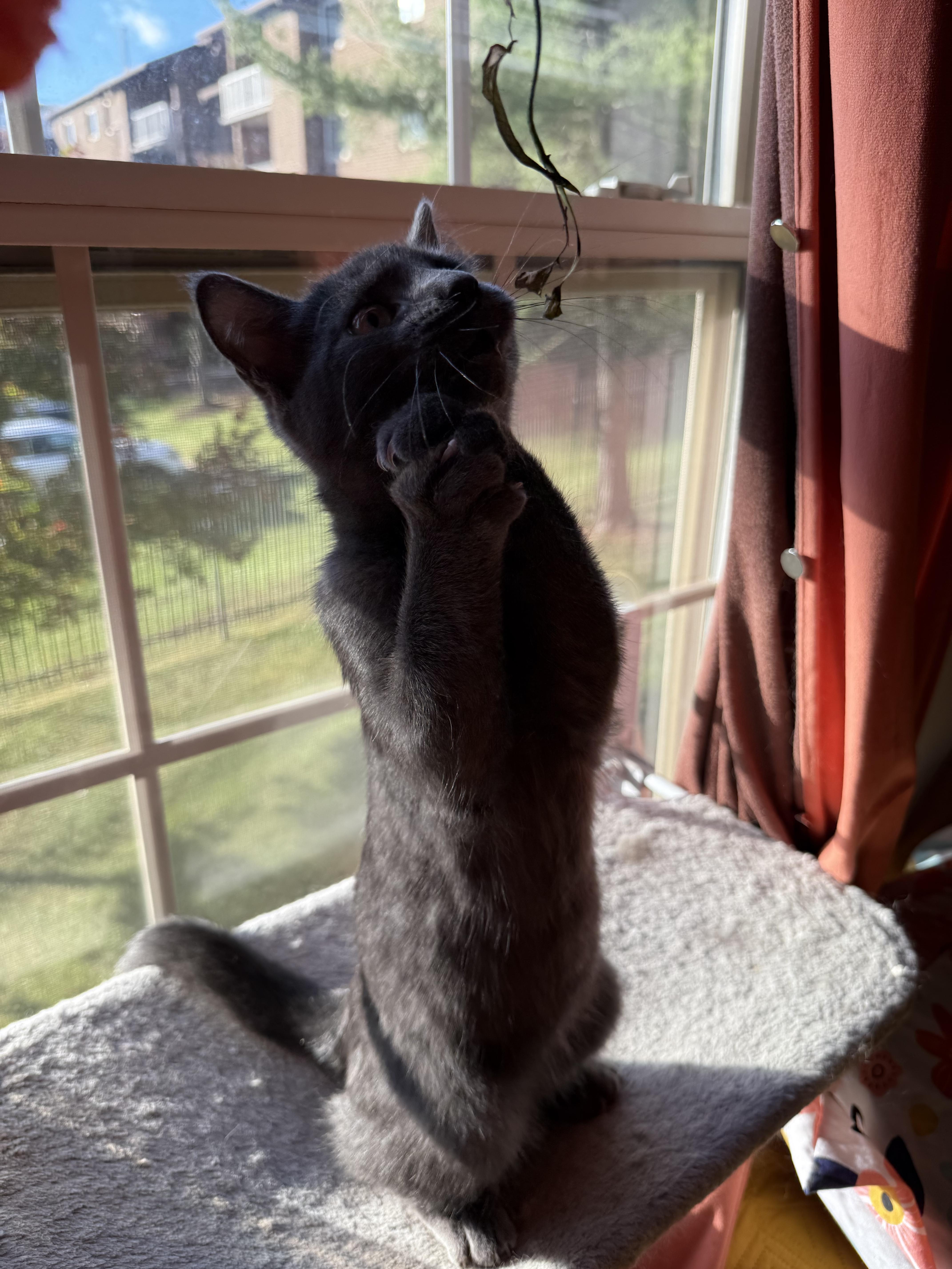 Adopt Dutch in Beltsville | Domestic Short Hair cat | Buddy