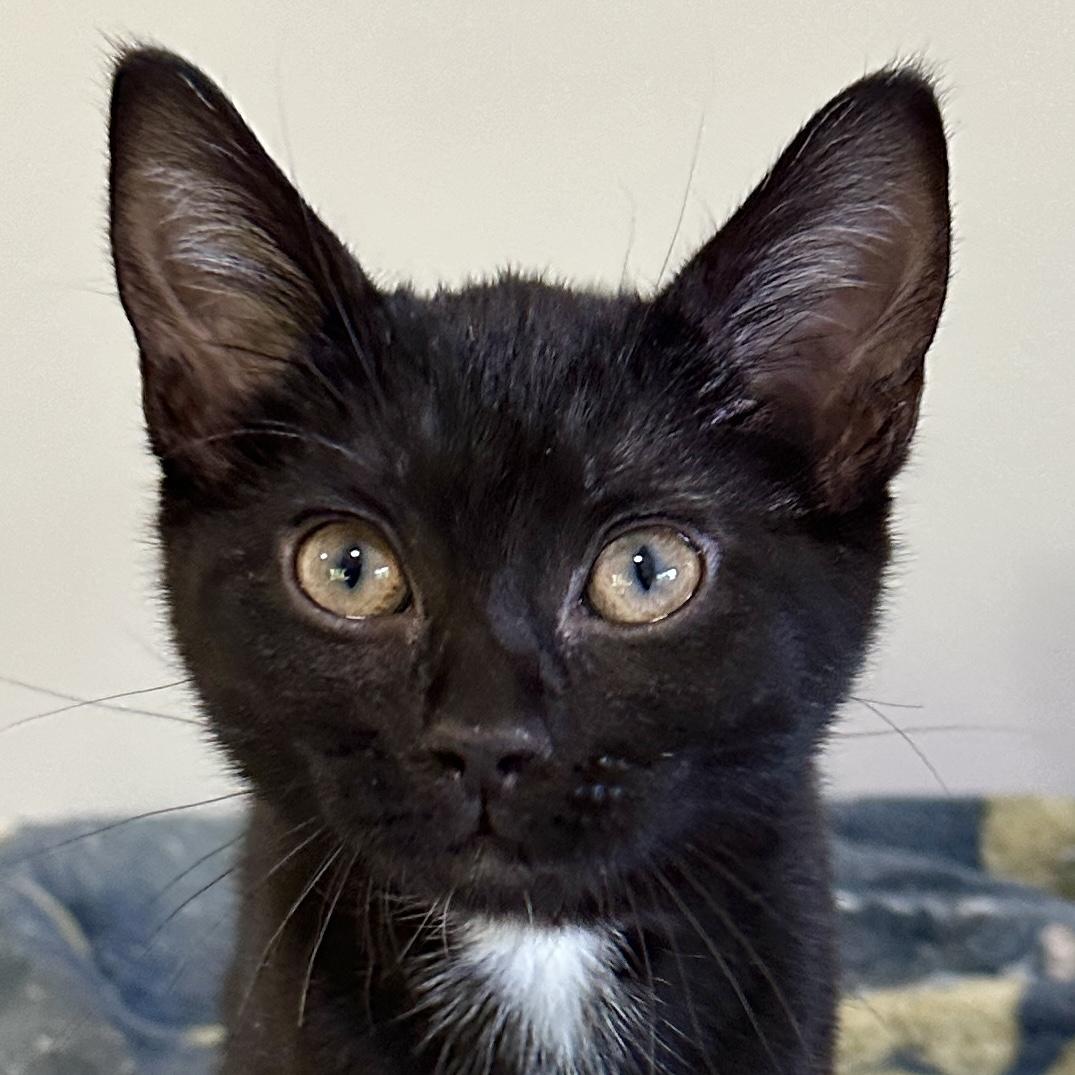 Cat for adoption - Pippy, a Domestic Short Hair in Victor, NY | Petfinder