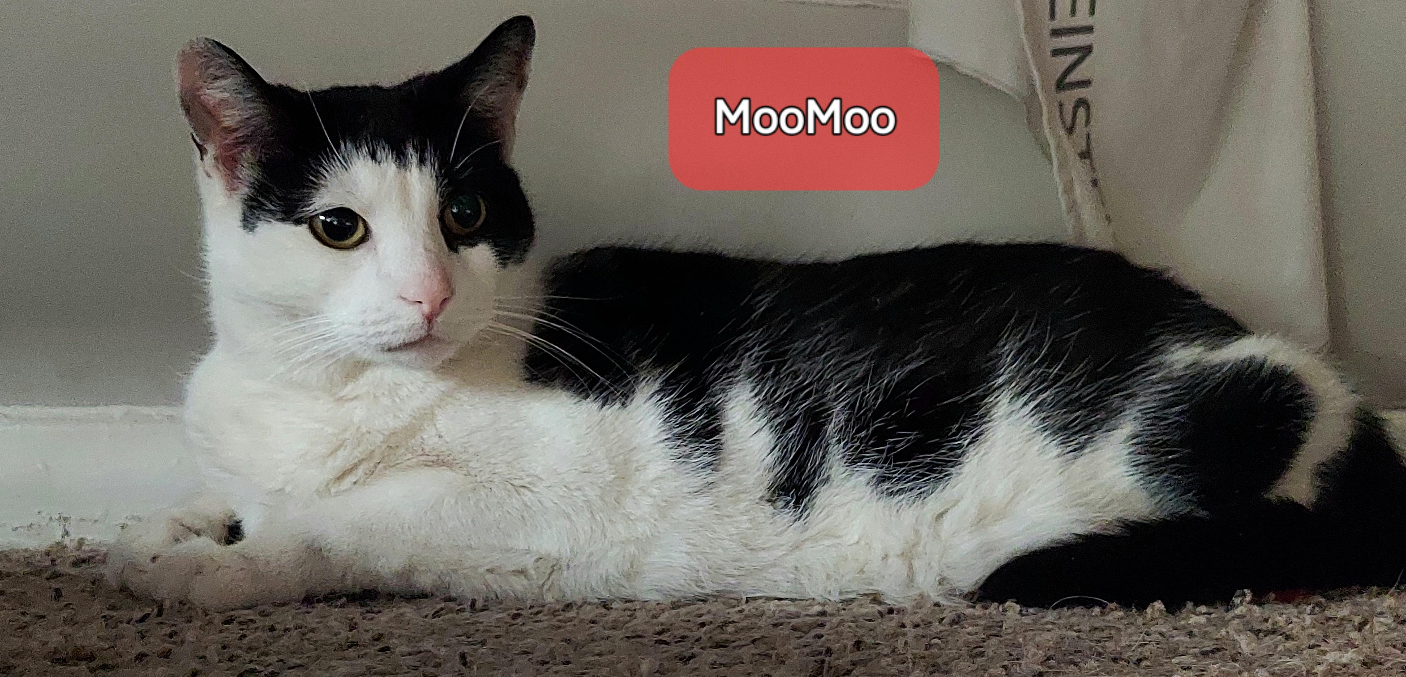 Cat for adoption - Moo Moo, a Domestic Short Hair in Philadelphia, PA ...