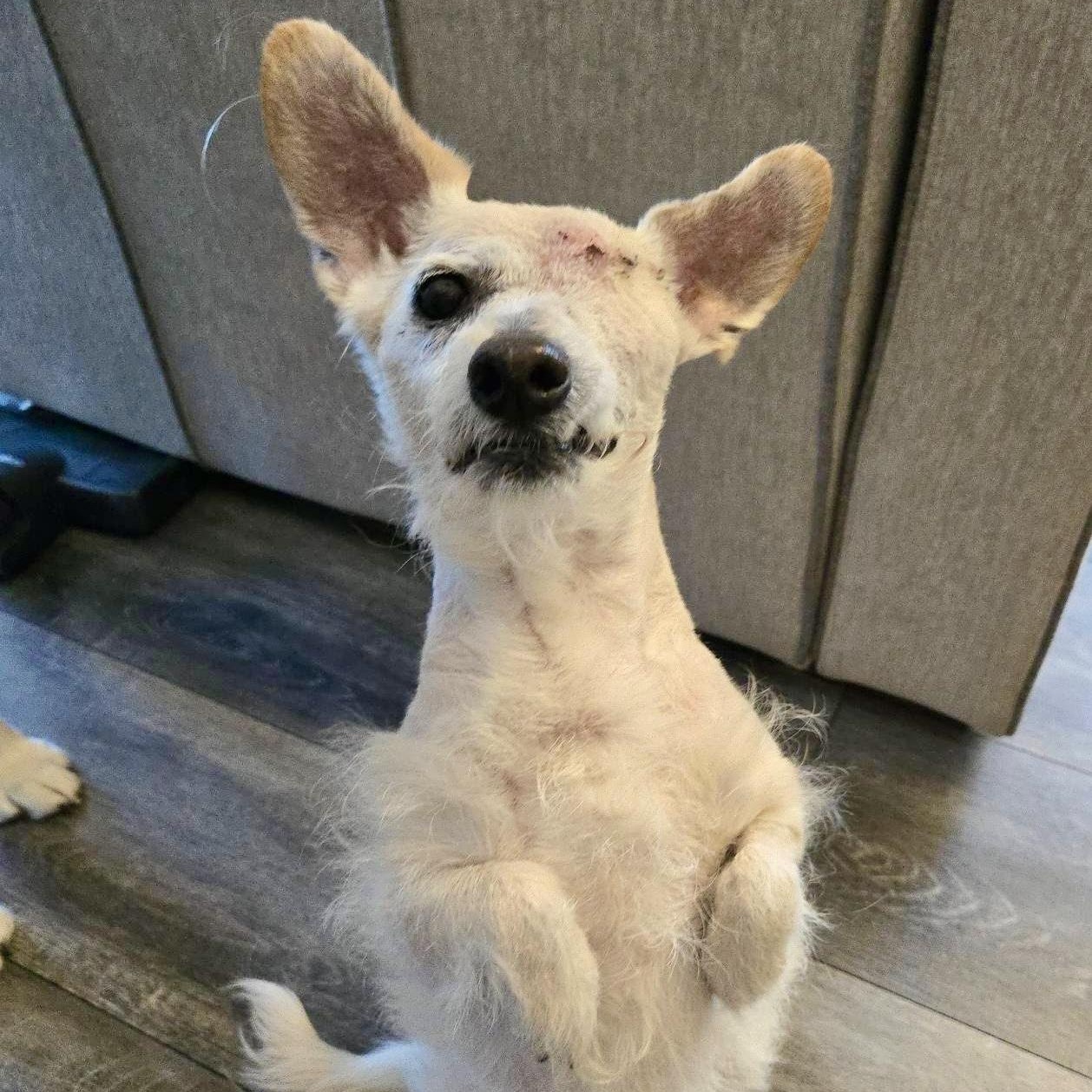 Dog for adoption - Jasper in Colorado, a Terrier Mix in Cumberland, ME ...