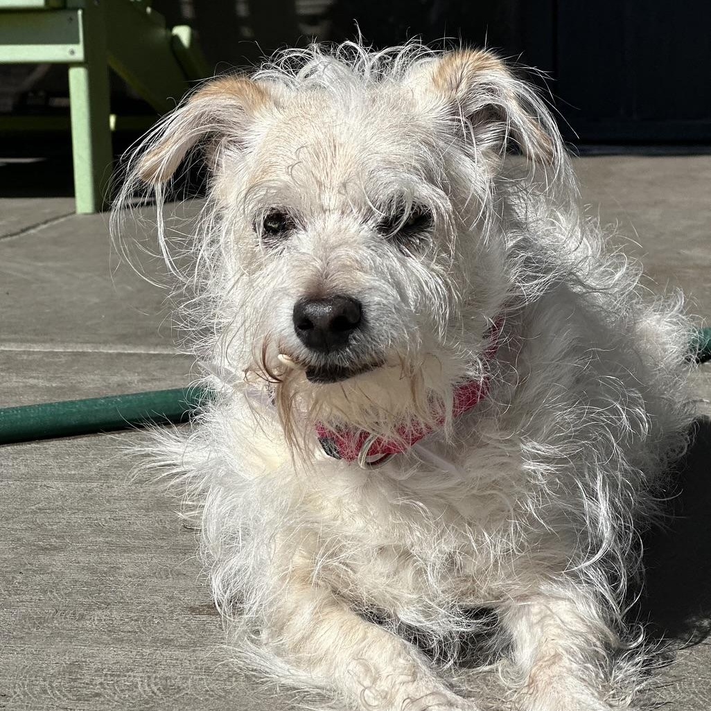 Dog for adoption - Jasper in Colorado, a Terrier Mix in Cumberland, ME ...