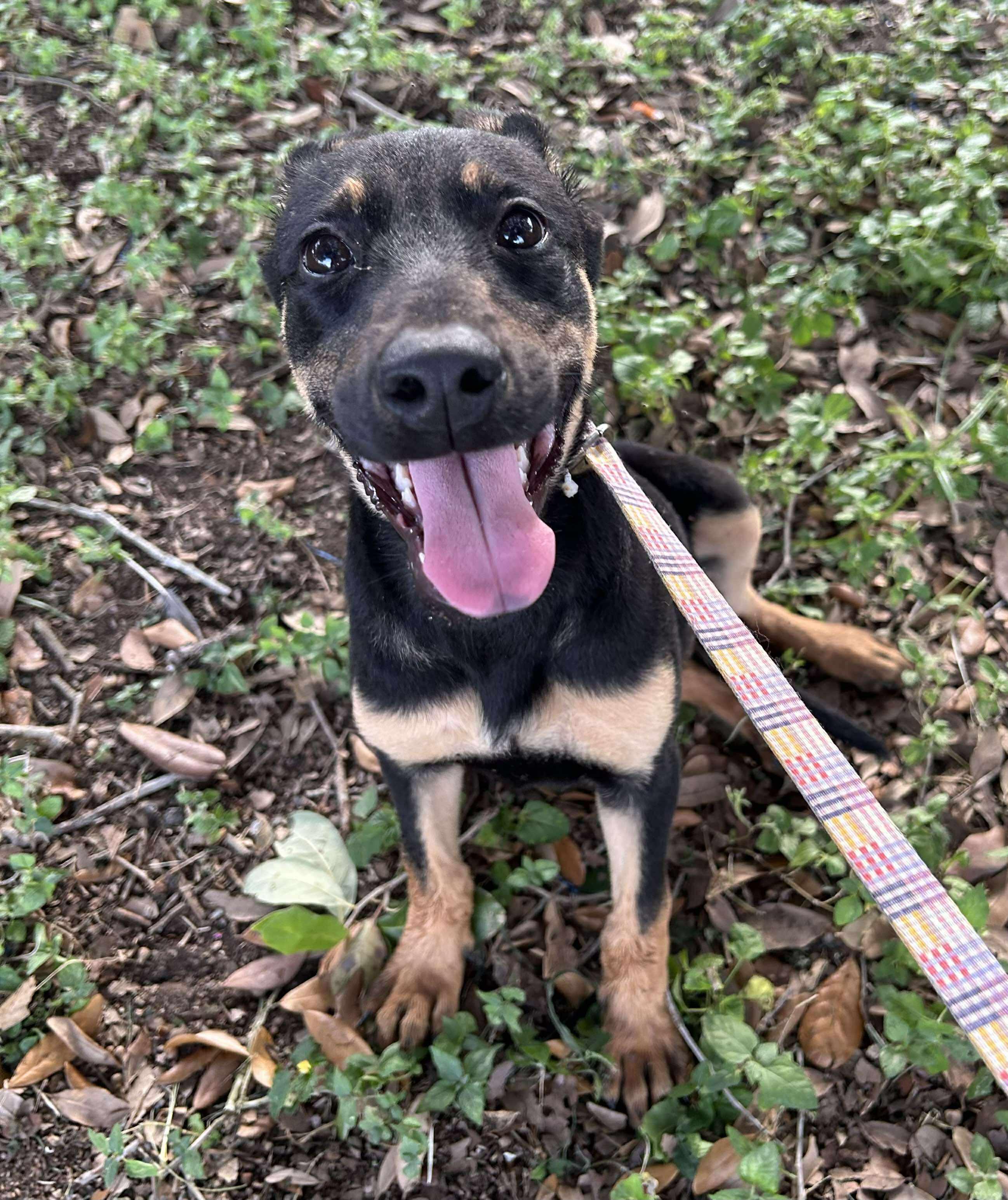 Dog for adoption - Tetris, a German Shepherd Dog Mix in Richmond, VA ...