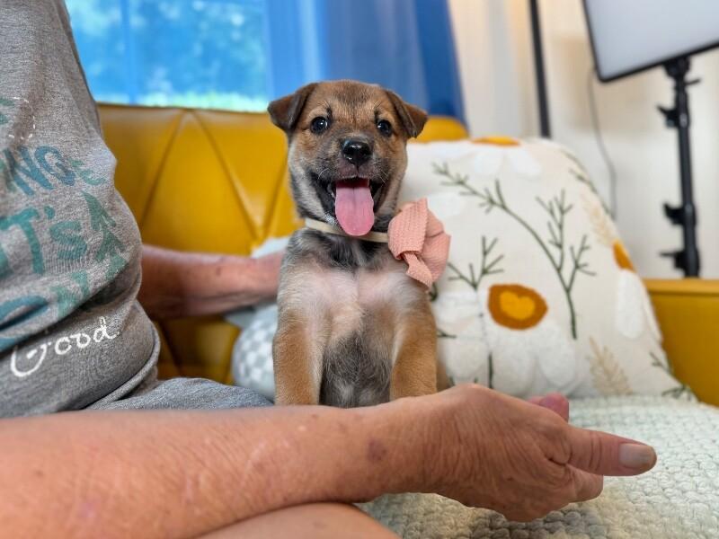 Dog for adoption - Velvin Pagel, a German Shepherd Dog & Labrador ...