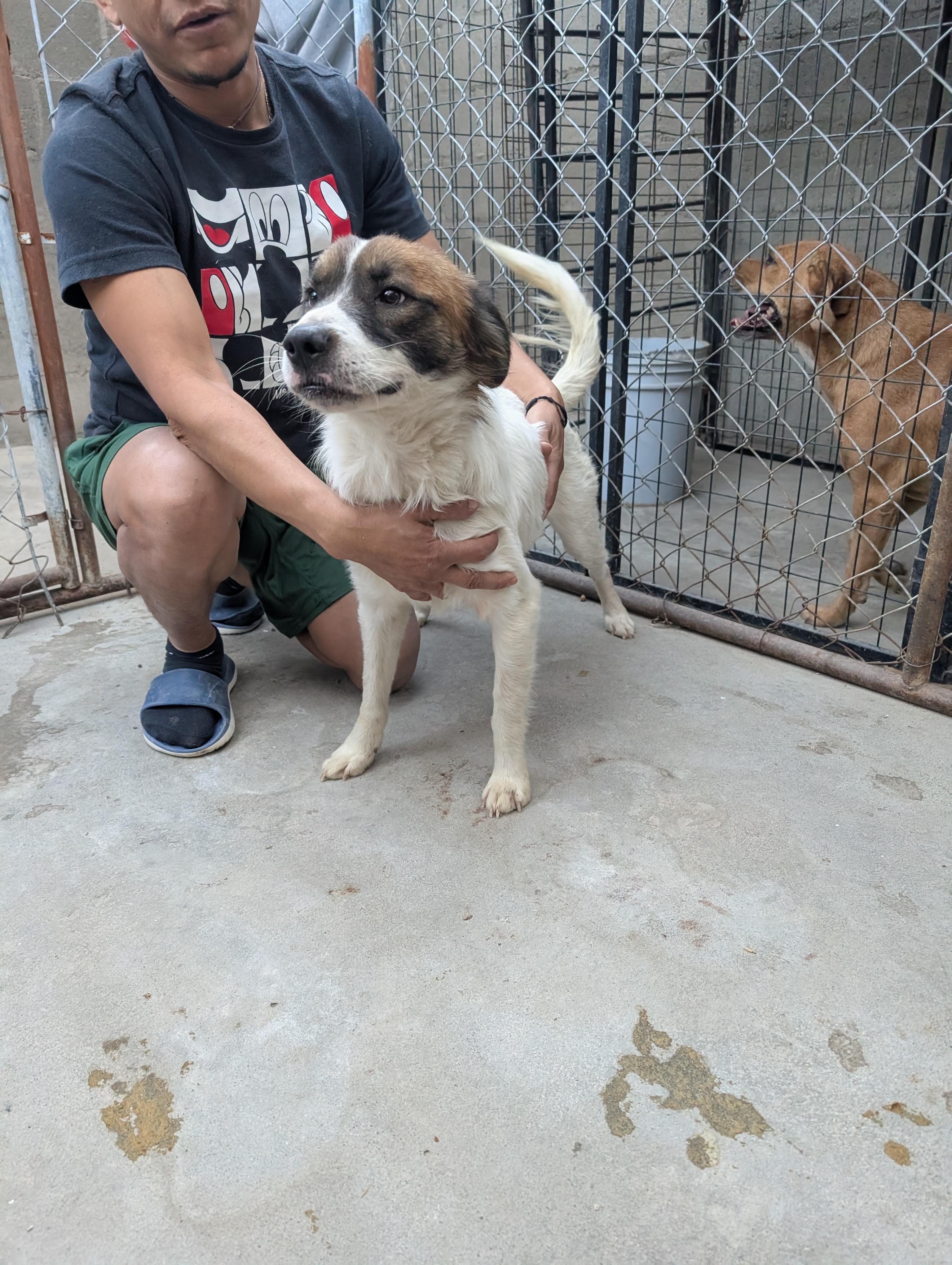 Dog for adoption - Cinnamon, a Mixed Breed in Puyallup, WA | Petfinder