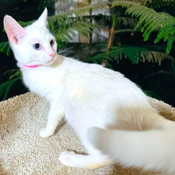 Cat for adoption - COTTONTINA, a Turkish Angora & Siamese Mix in ...