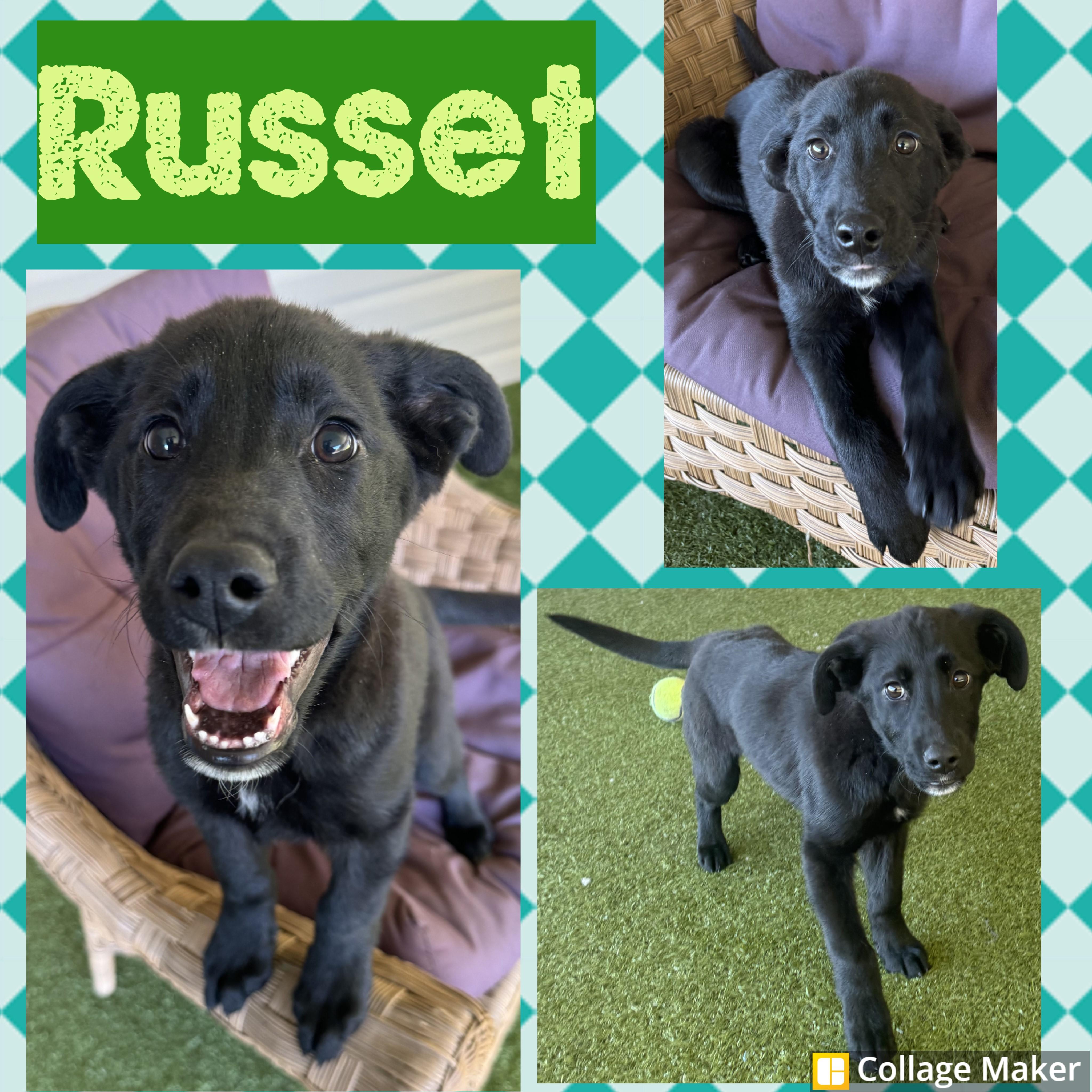 Dog for adoption - Russet, a Shepherd & Black Labrador Retriever Mix in ...