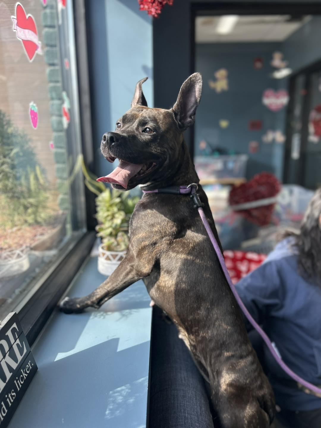 Dog for adoption - Adora, a Pit Bull Terrier in Newark, NJ | Petfinder