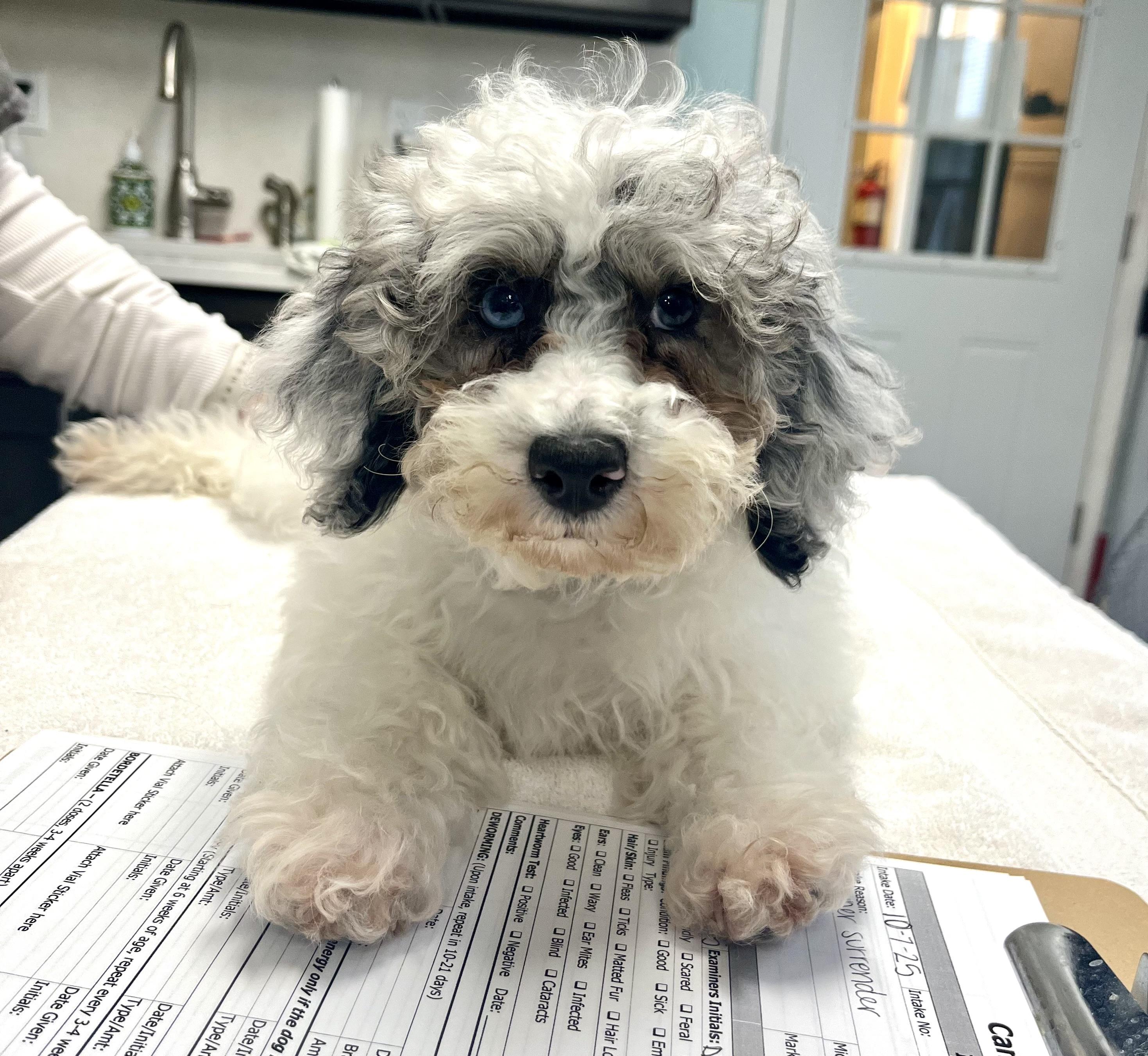 Dog for adoption - Pom Pom, a Miniature Poodle in Seville, OH | Petfinder