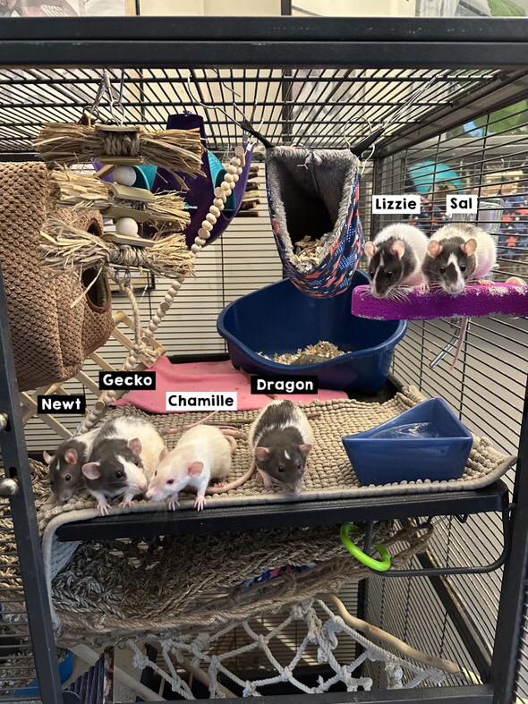 Rat for adoption - Chamille, Lizzie and Sal, a Rat in Eugene, OR ...
