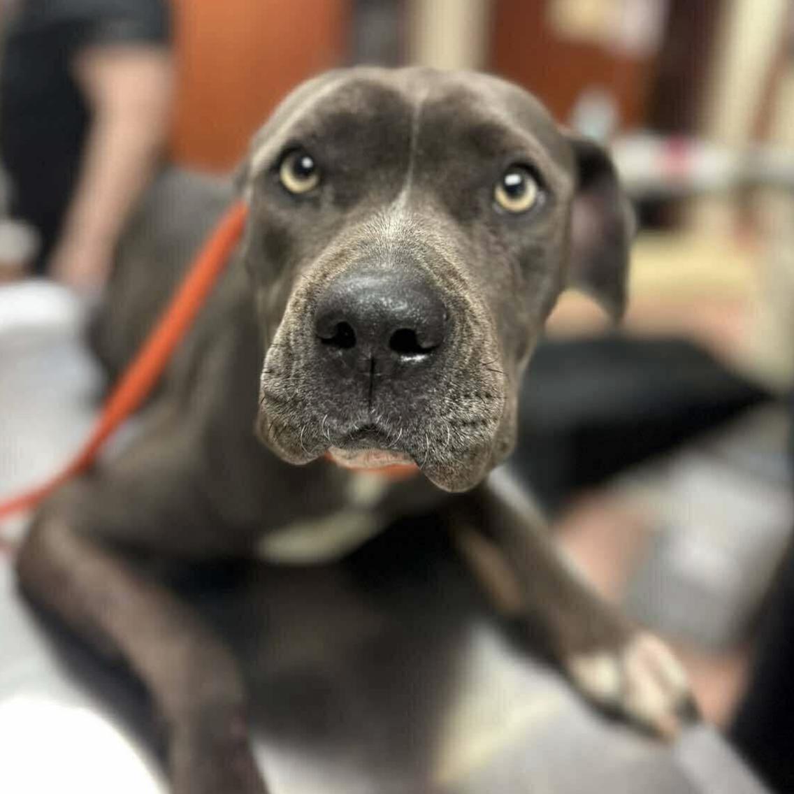 Dog for adoption - Shoofly Pie, an American Staffordshire Terrier Mix ...