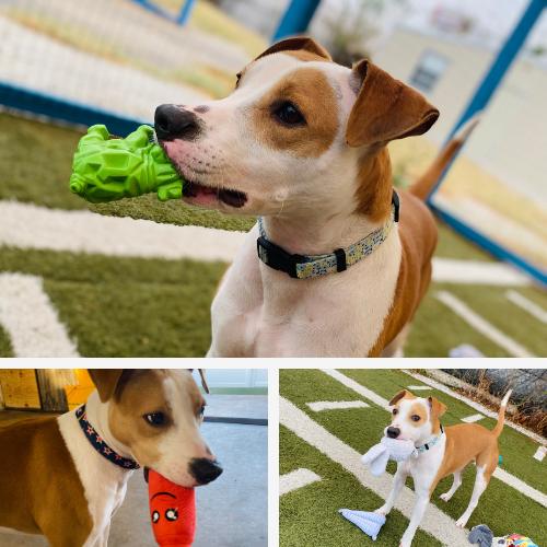 Dog for adoption - Rolo JD, a Beagle Mix in Seattle, WA | Petfinder