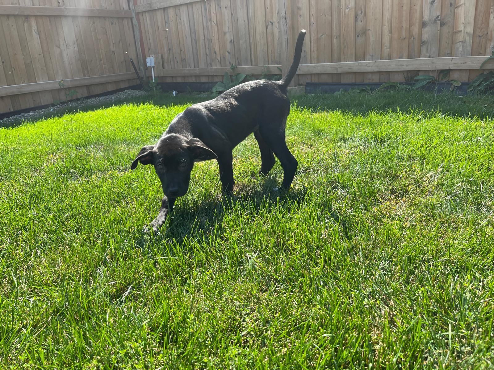 Dog for adoption - Spitz, a Black Labrador Retriever & Collie Mix in ...
