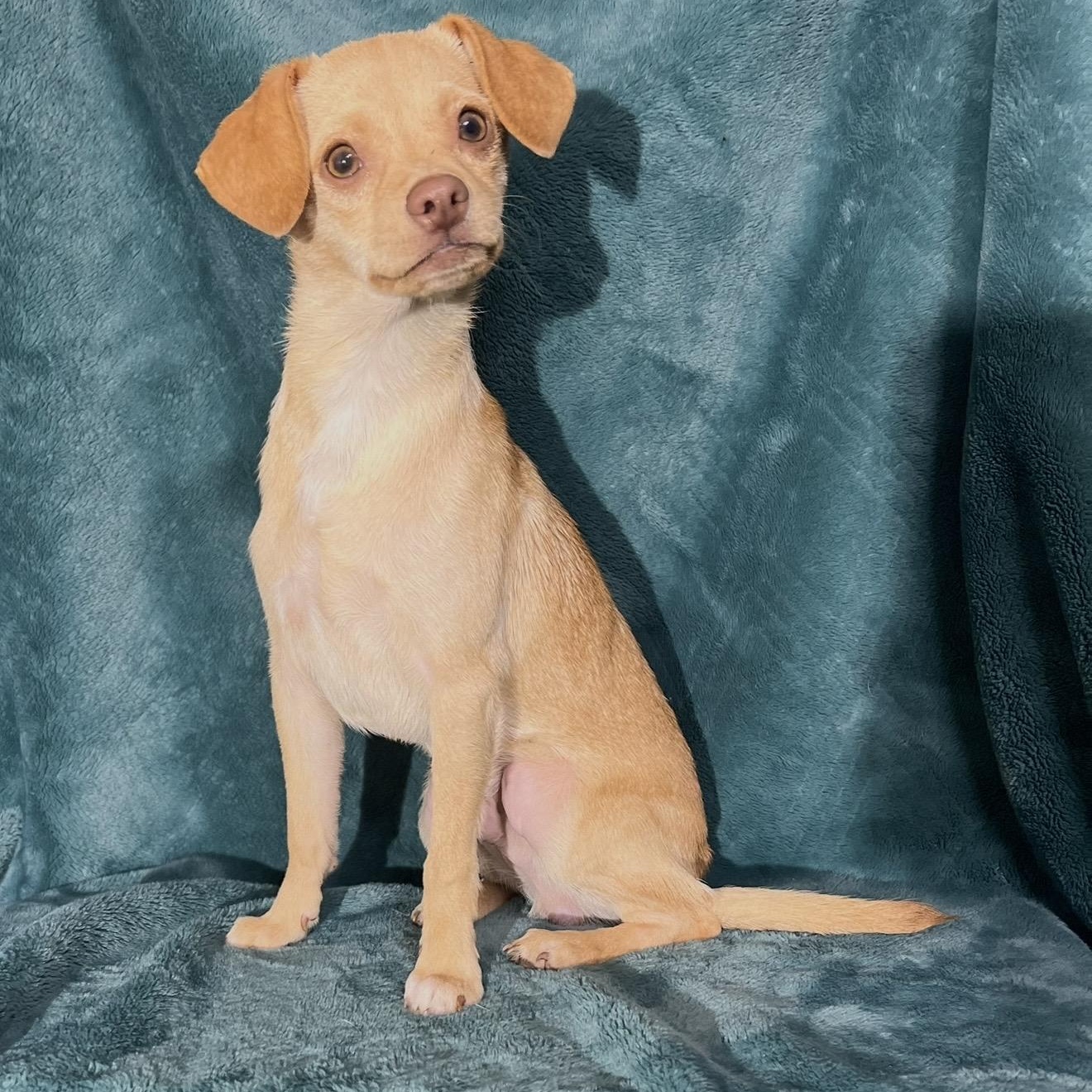 Julius - Adoptable Pet | Petfinder | Petfinder