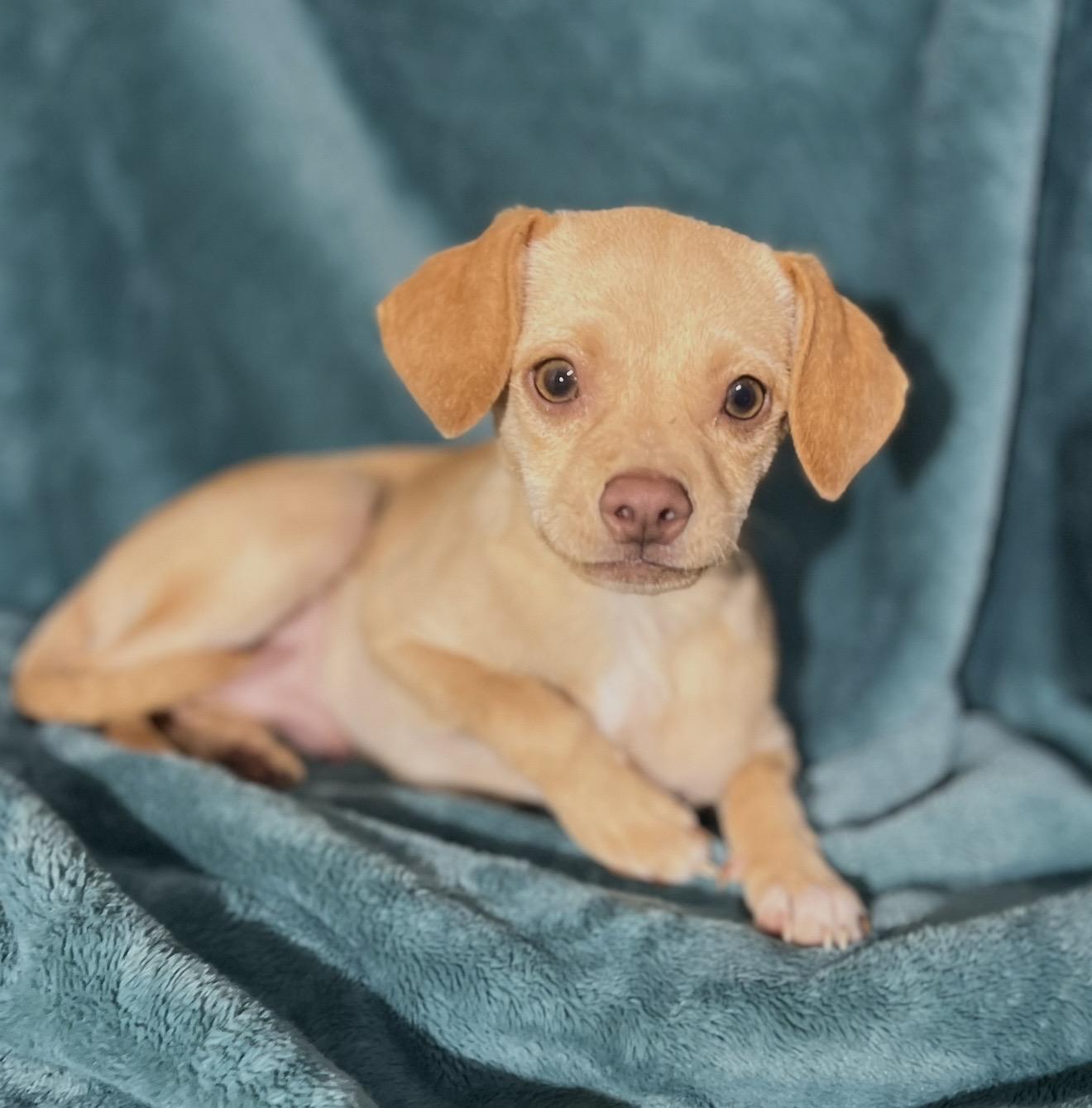 Julius - Adoptable Pet | Petfinder | Petfinder