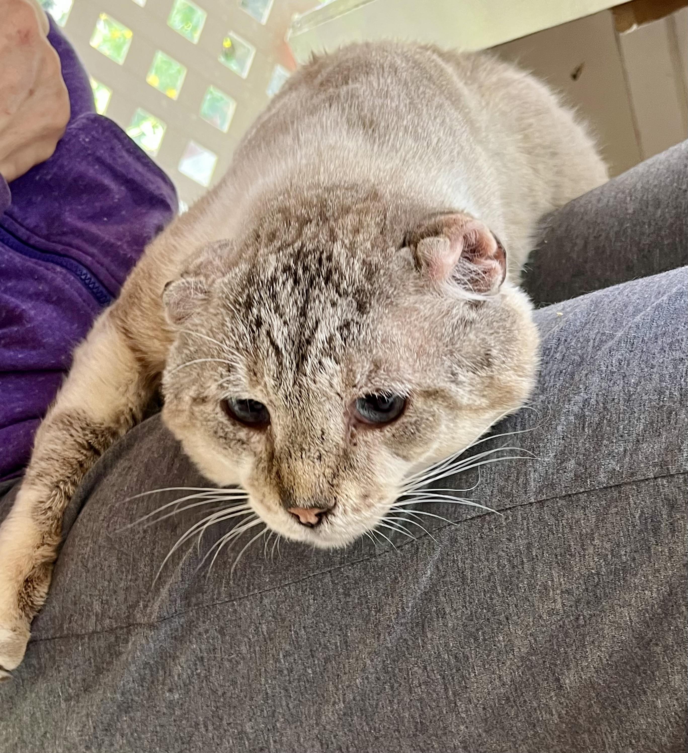 Cat for adoption - Nikki, a Siamese & Domestic Short Hair Mix in ...