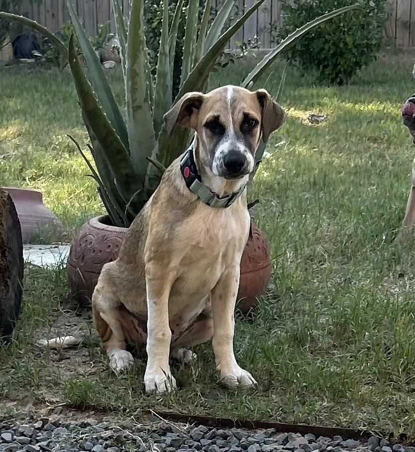 Dog for adoption - Leo, a Shepherd Mix in Grand Junction, CO | Petfinder