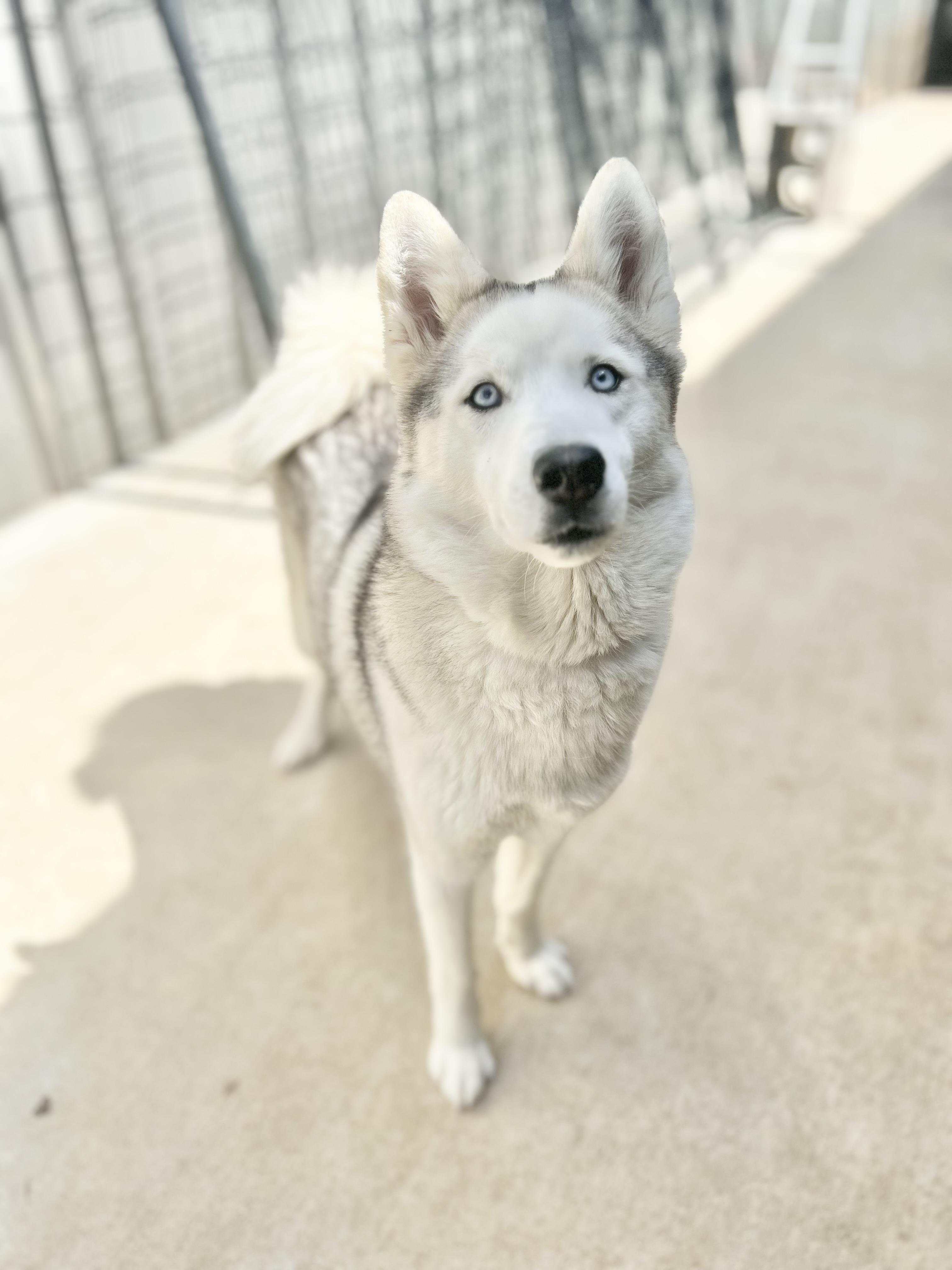 Dog for adoption - LOLA, a Husky in Hartford, CT | Petfinder