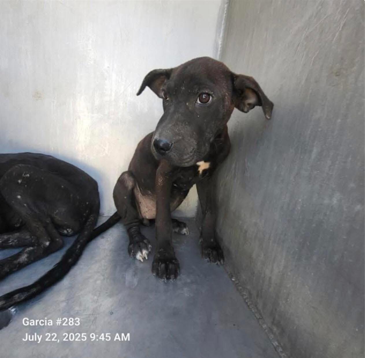 Dog for adoption - Darla, a Labrador Retriever Mix in Elgin, IL | Petfinder