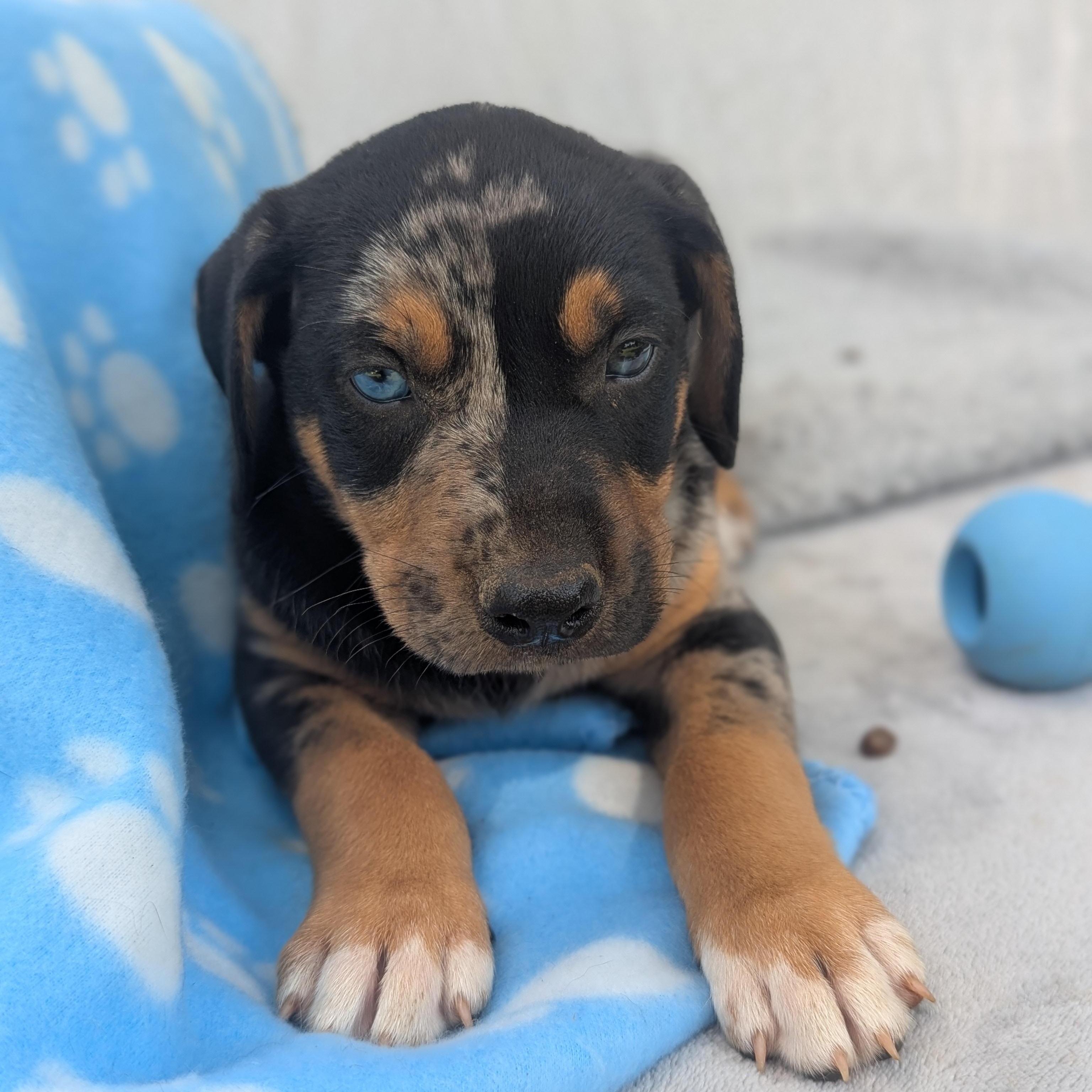 Dog for adoption - Thorn, a Catahoula Leopard Dog & Boxer Mix in ...