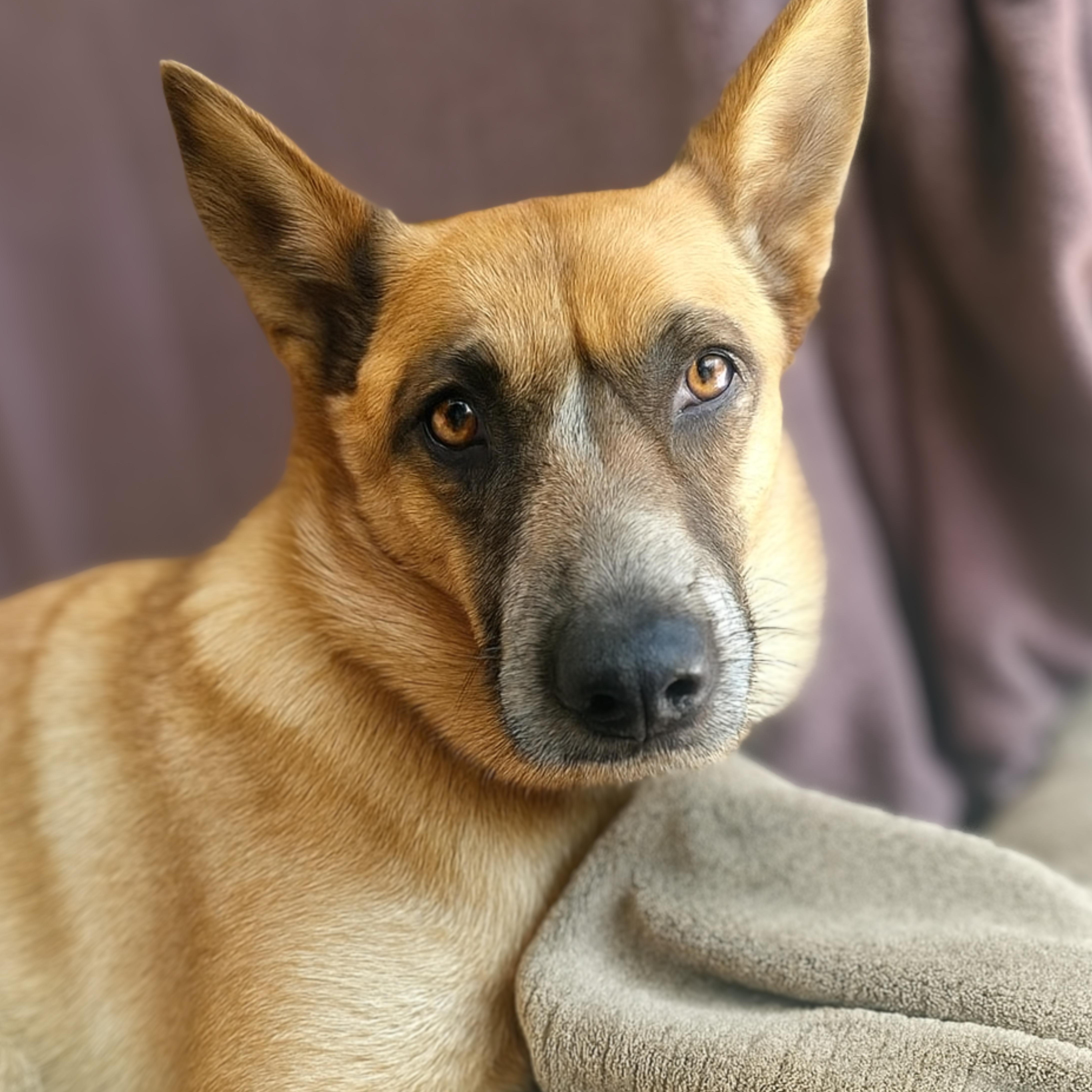 Dog for adoption - Precious, a Shepherd Mix in Missoula , MT | Petfinder