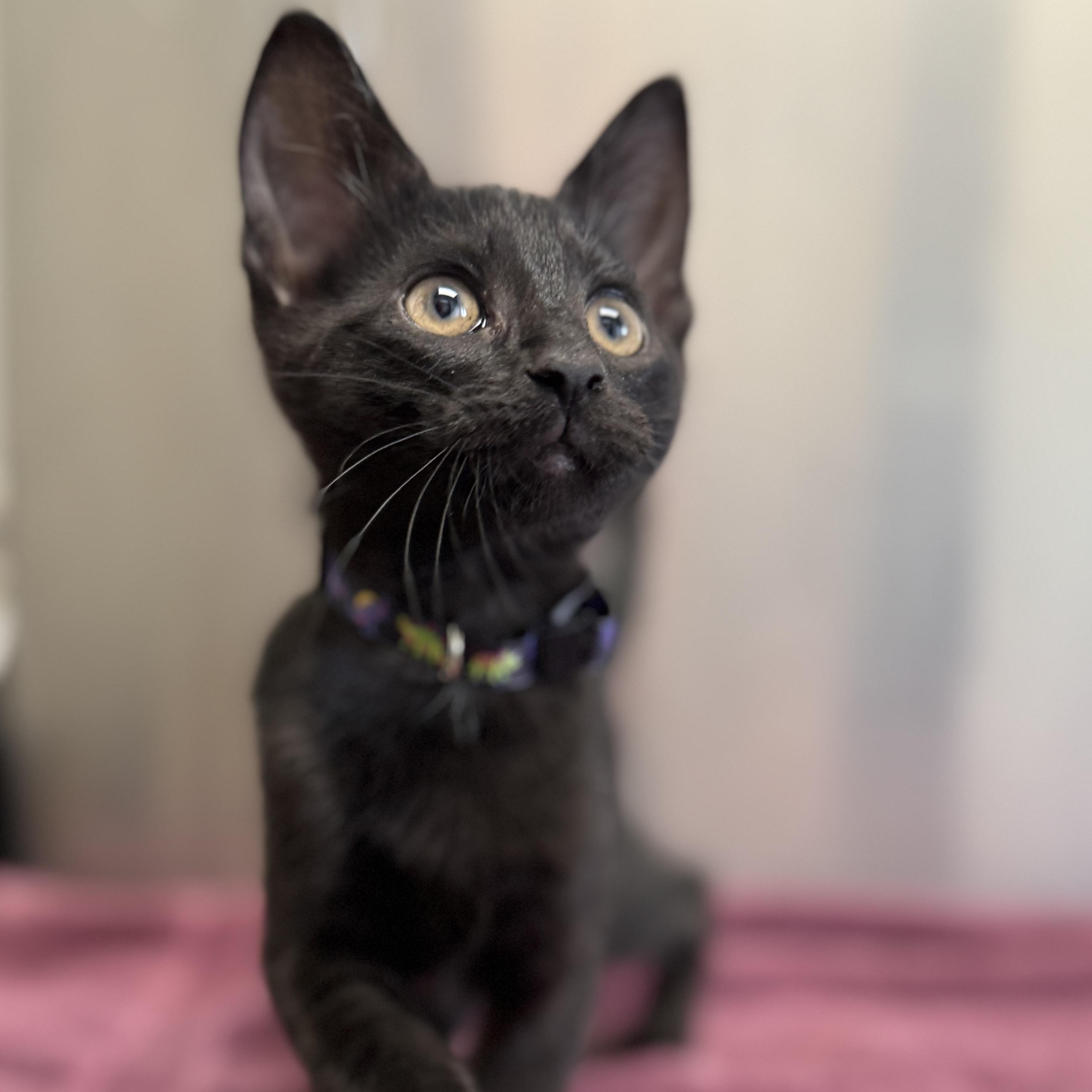 Cat for adoption - Obadiah, a Domestic Short Hair in Walker, MI | Petfinder