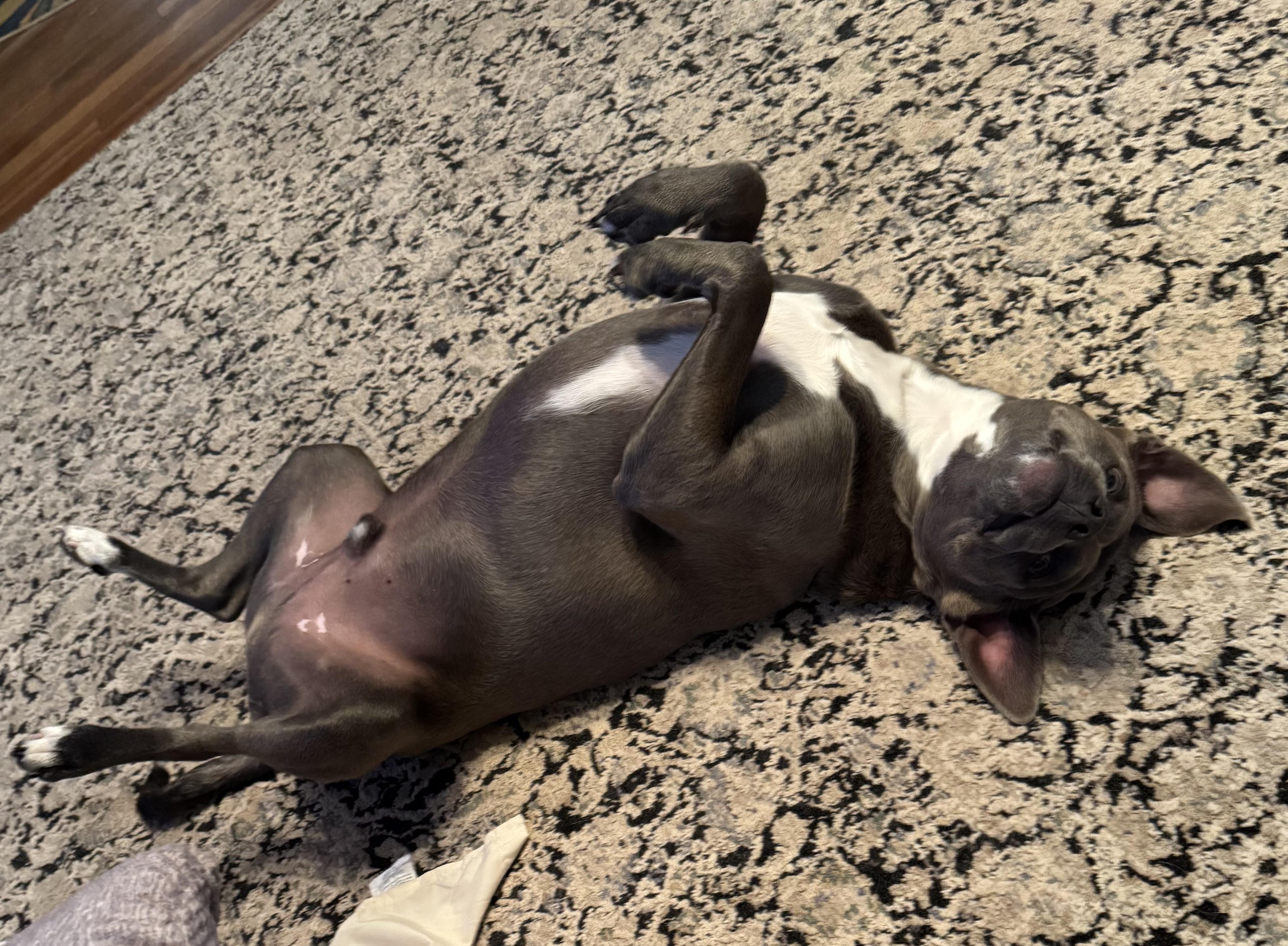 Dog for adoption - Danny, a Mixed Breed in Chicago, IL | Petfinder