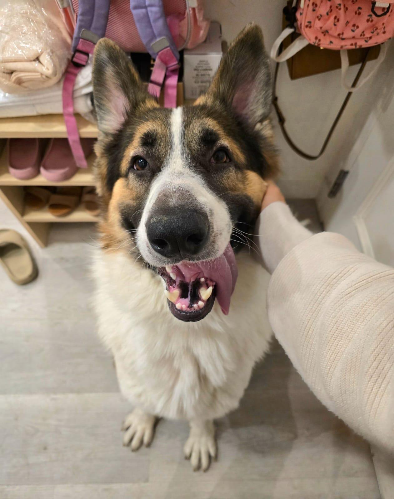 Dog for adoption - Jackson, a Shepherd in Portland, OR | Petfinder