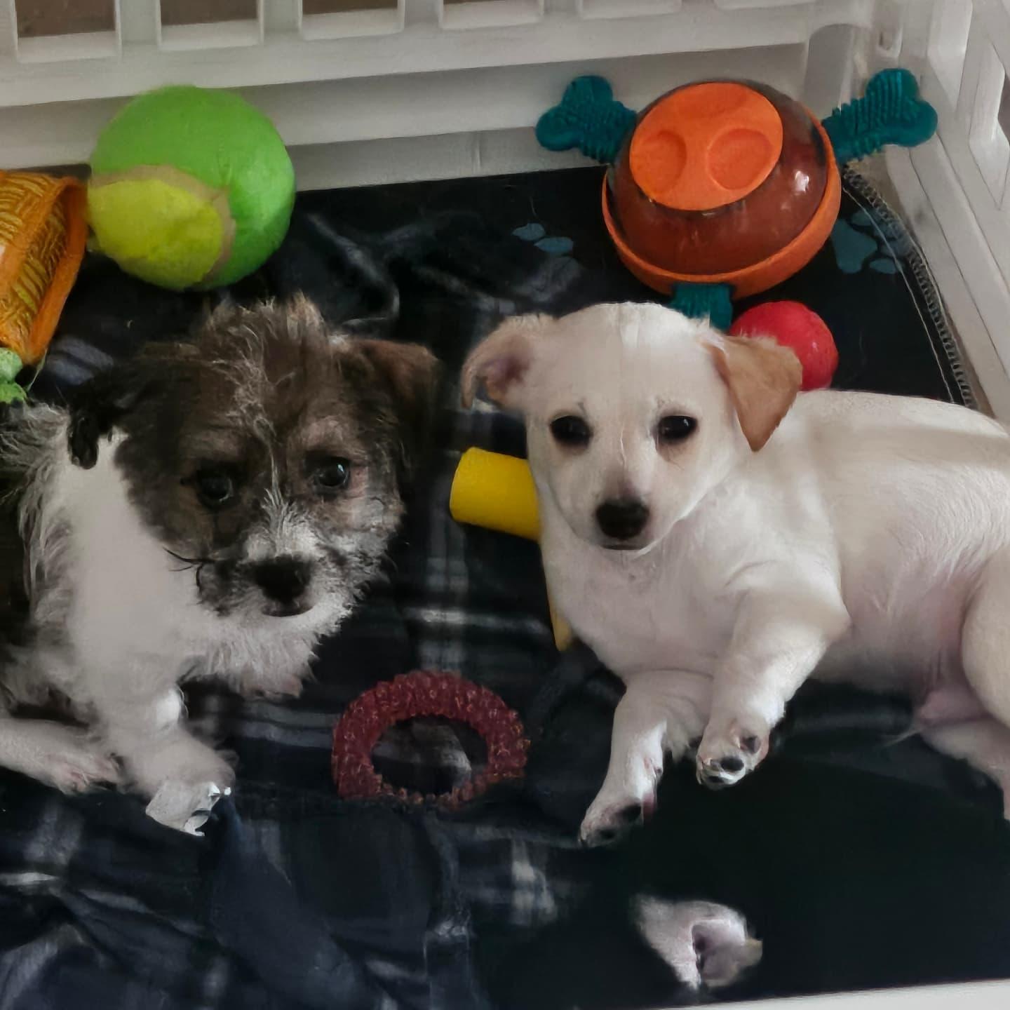 Dog for adoption - Crader and Astro (BONDED PAIR), a Chihuahua & Poodle ...