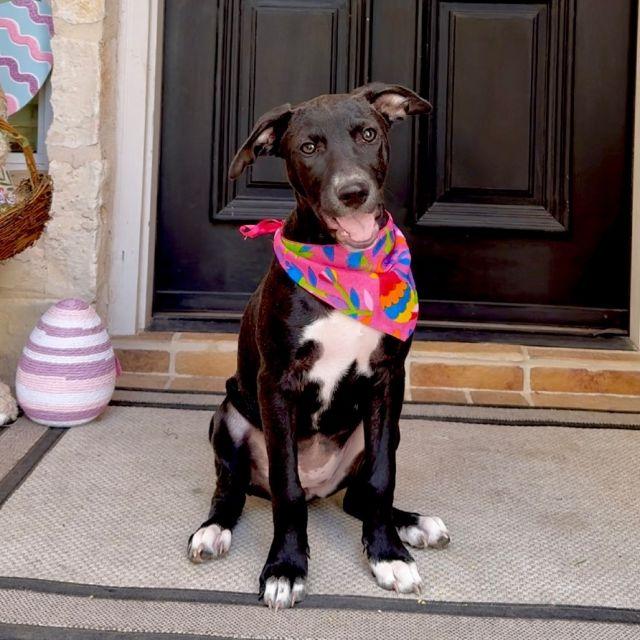 Dog for adoption - Ruby, a Labrador Retriever Mix in Southampton, PA ...